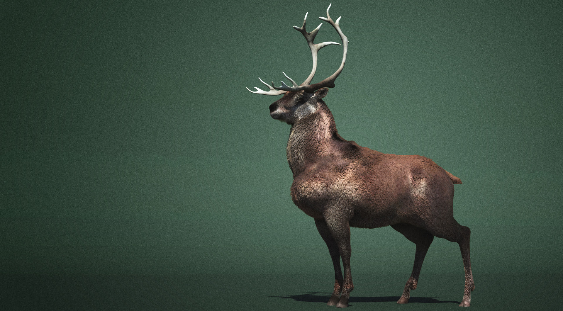 ArtStation - Stag