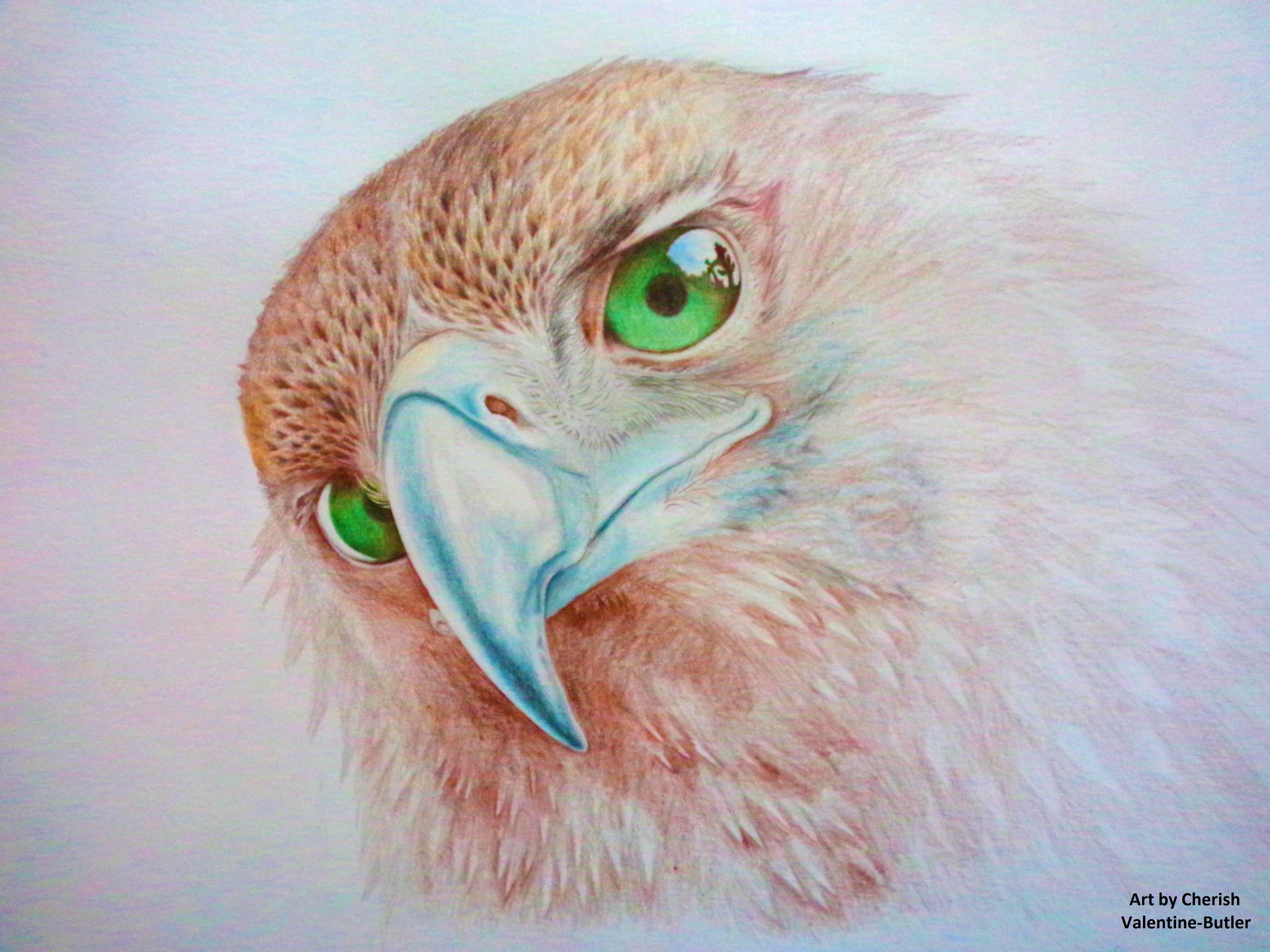 how to draw a wedge tailed eagle