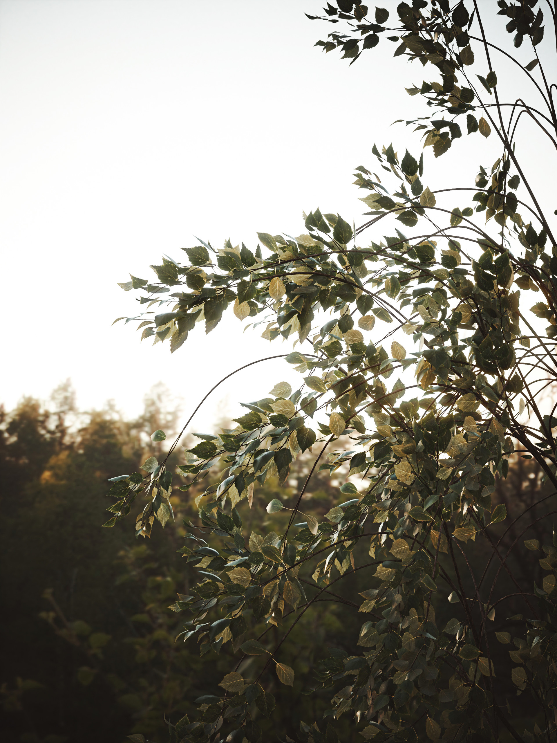 ArtStation - Birch Tree