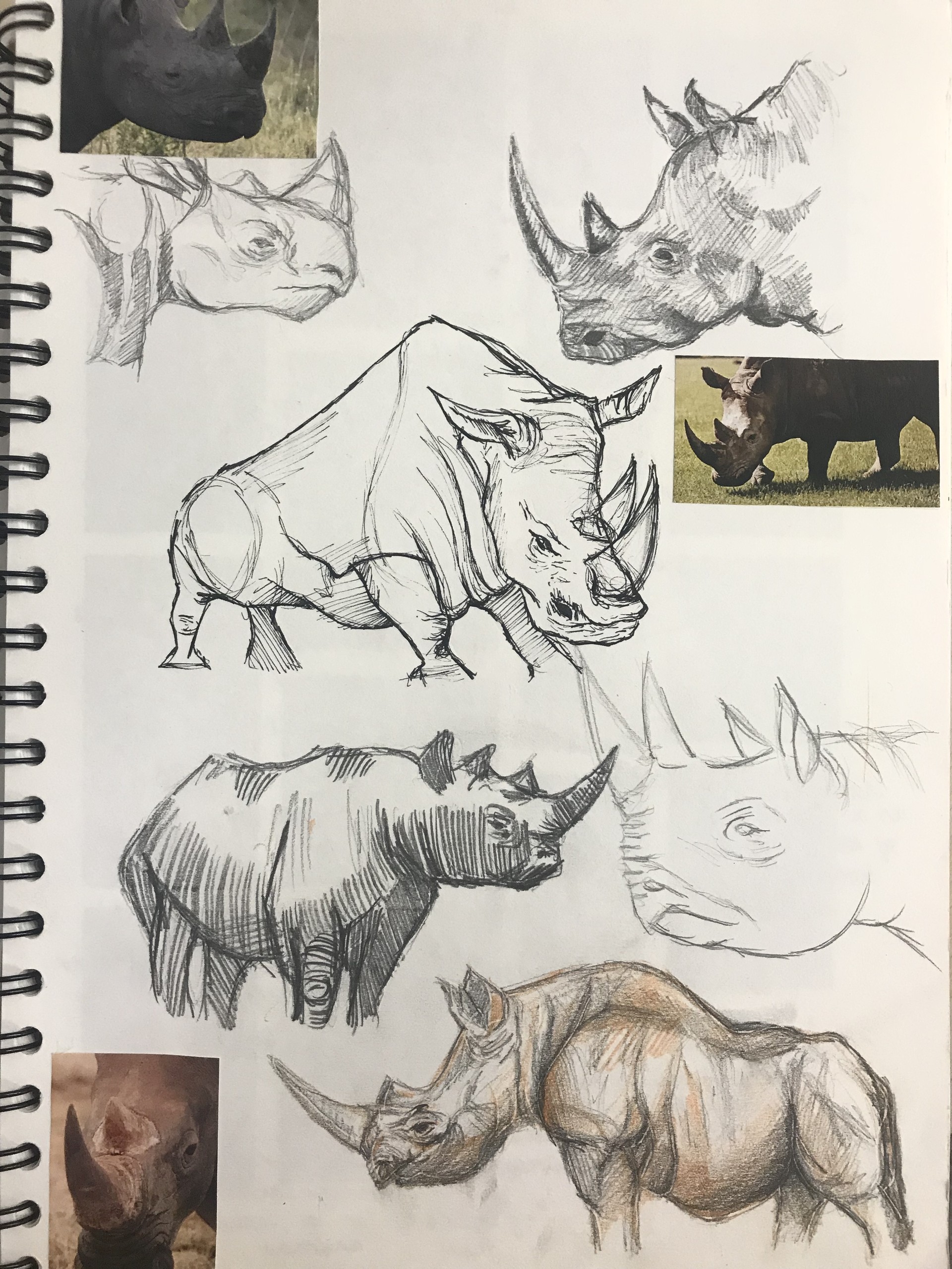 ArtStation - Rhino Fish drawing references