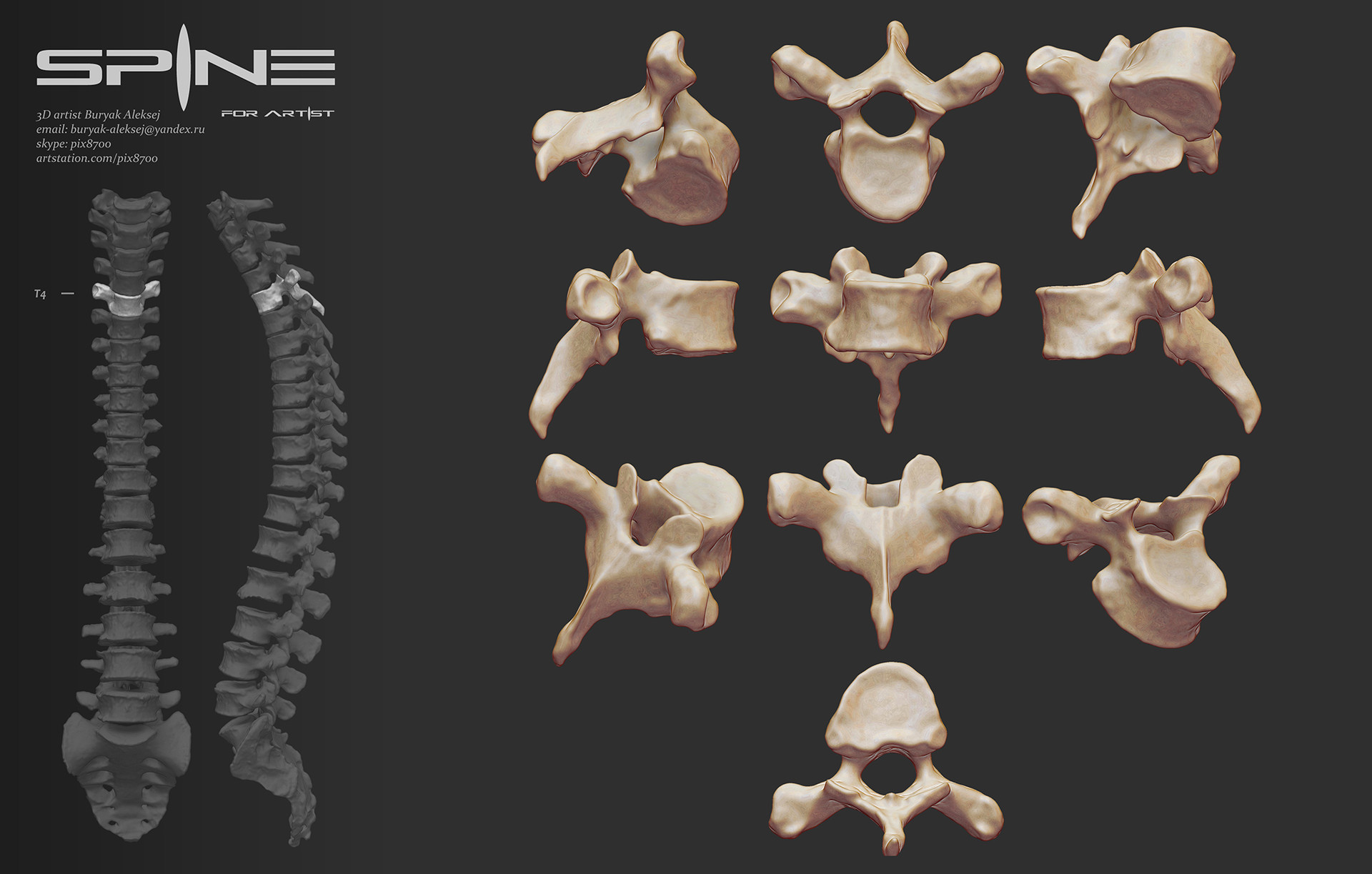 Anatomy of spine for artists and sculptors — polycount