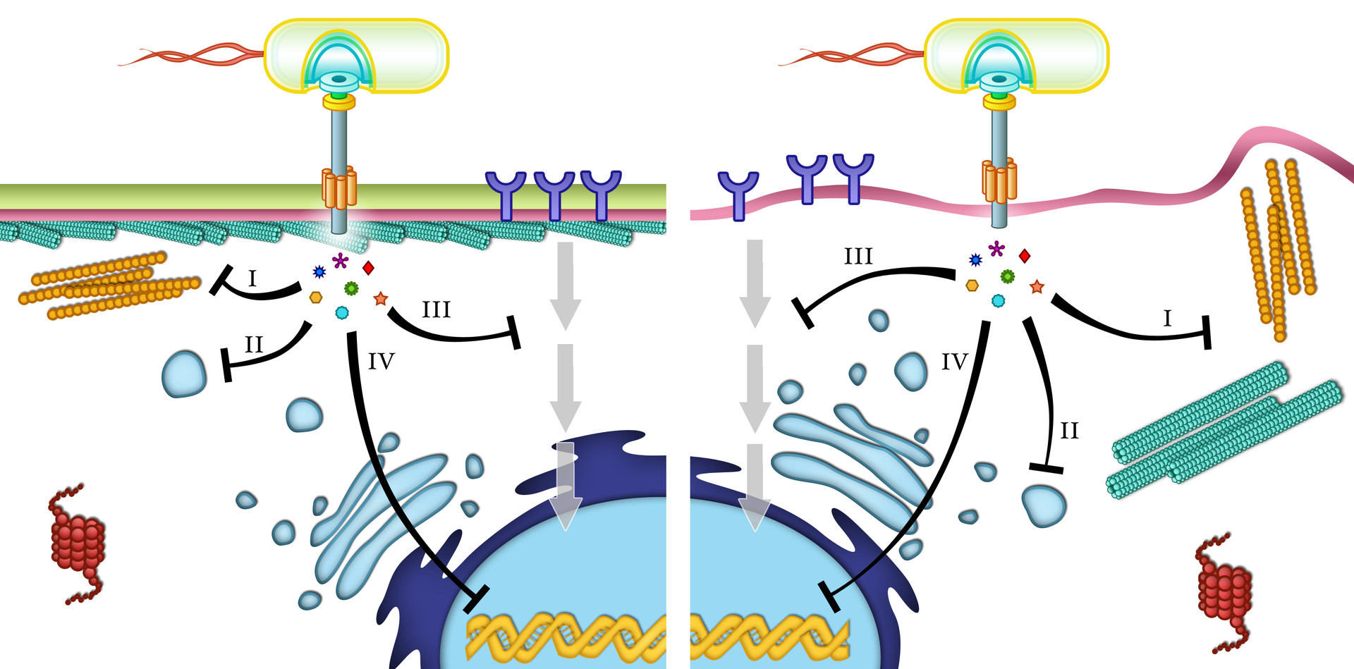 ArtStation - Phytopathogen type III effectors as probes of biological ...