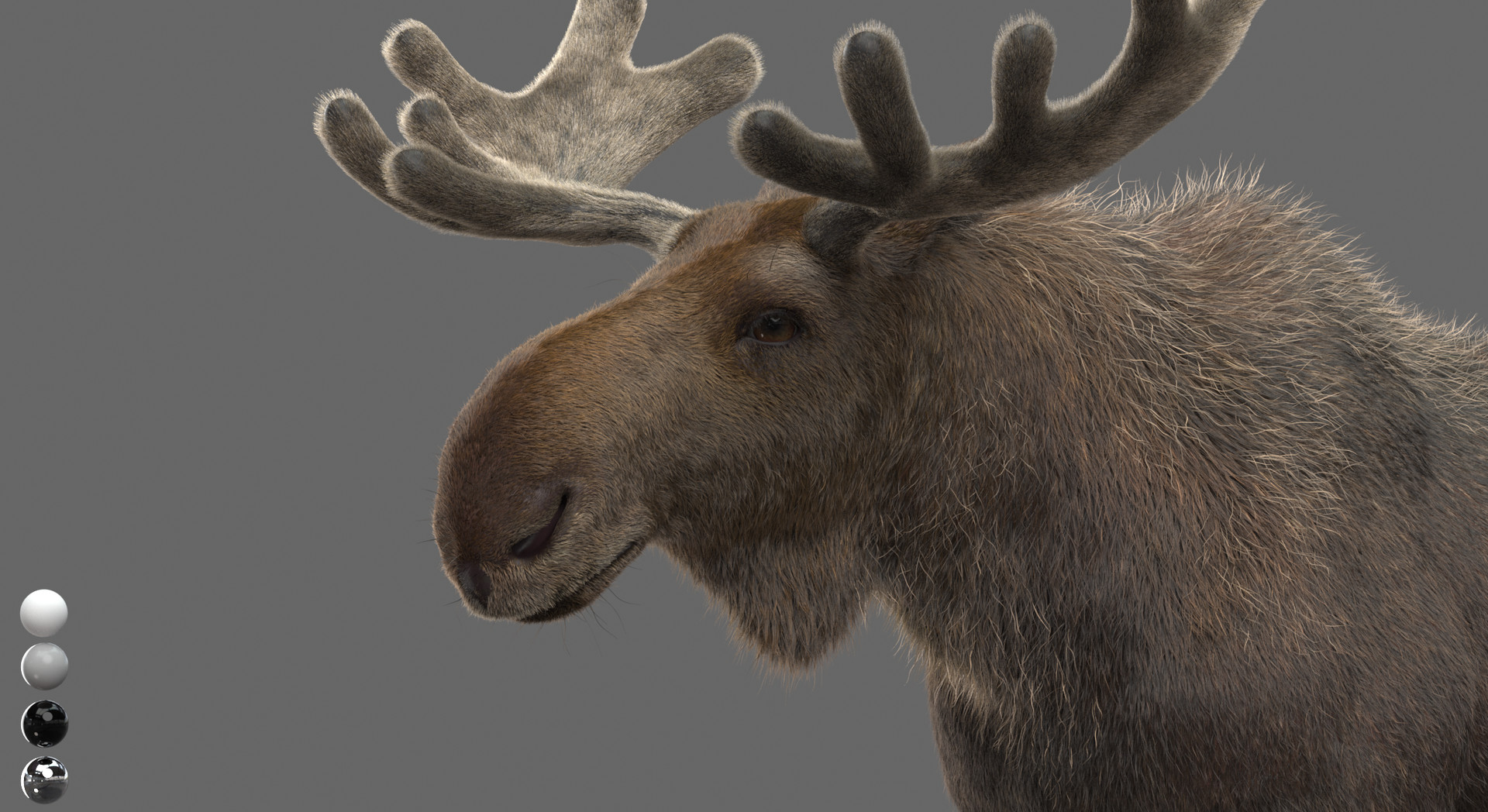 ArtStation - Moose for Polygonbay