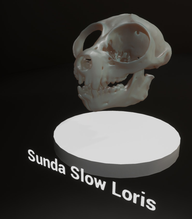 loris skull
