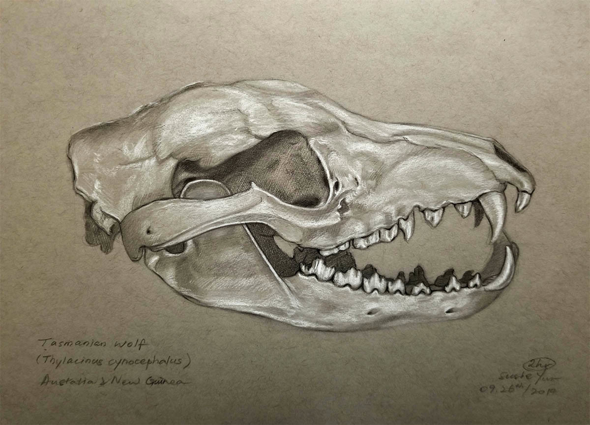 ArtStation - Wolf Skull, 2017