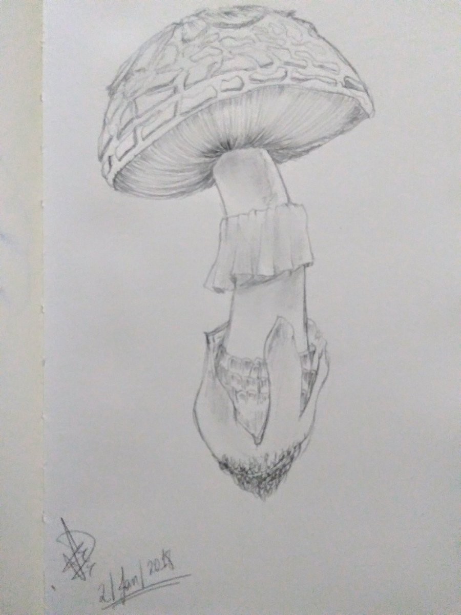 ArtStation - shrooms