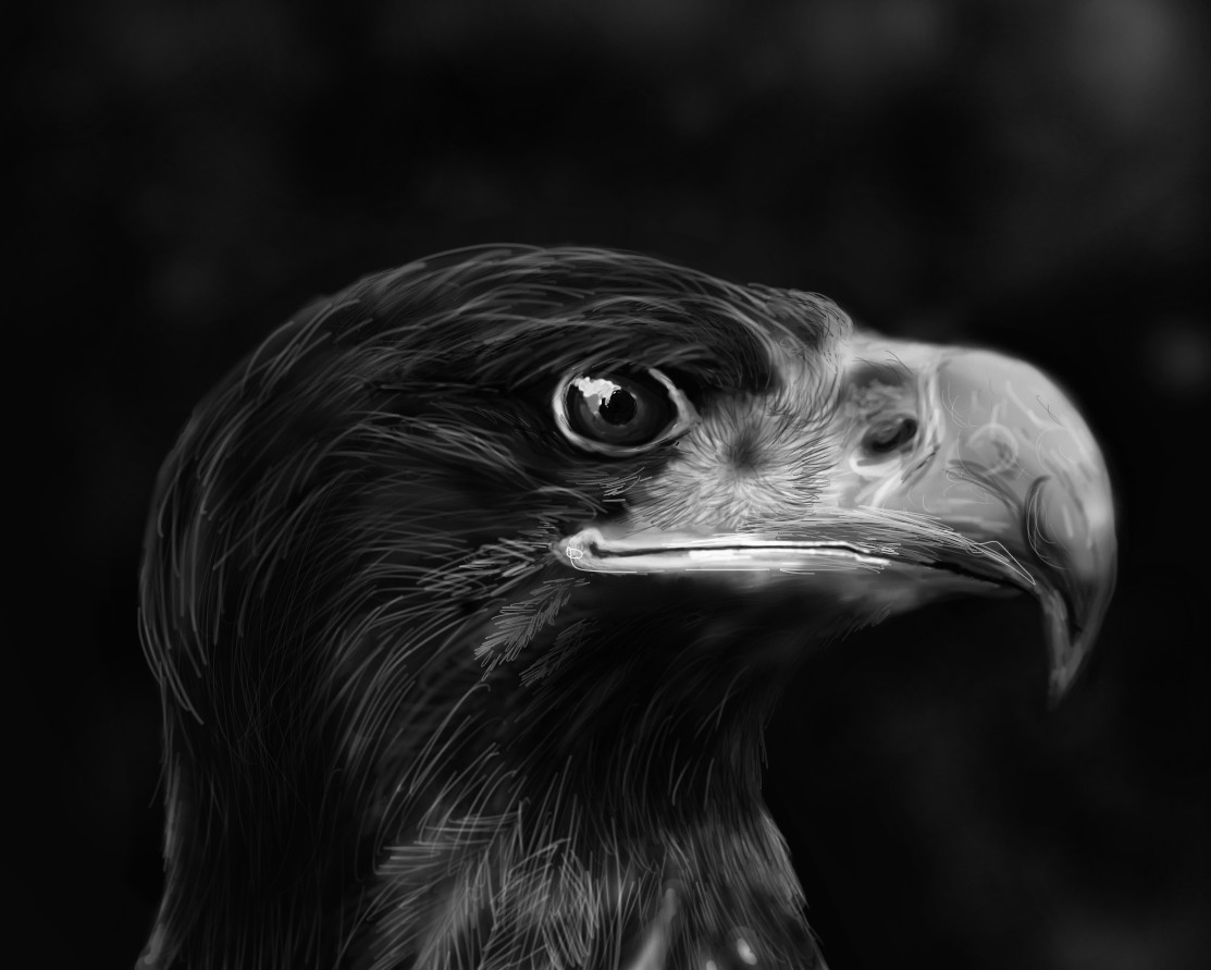 ArtStation - Eagle