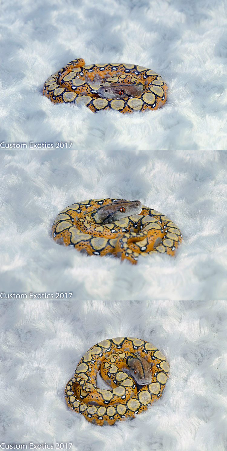 ArtStation - Normal Reticulated Python Figurine