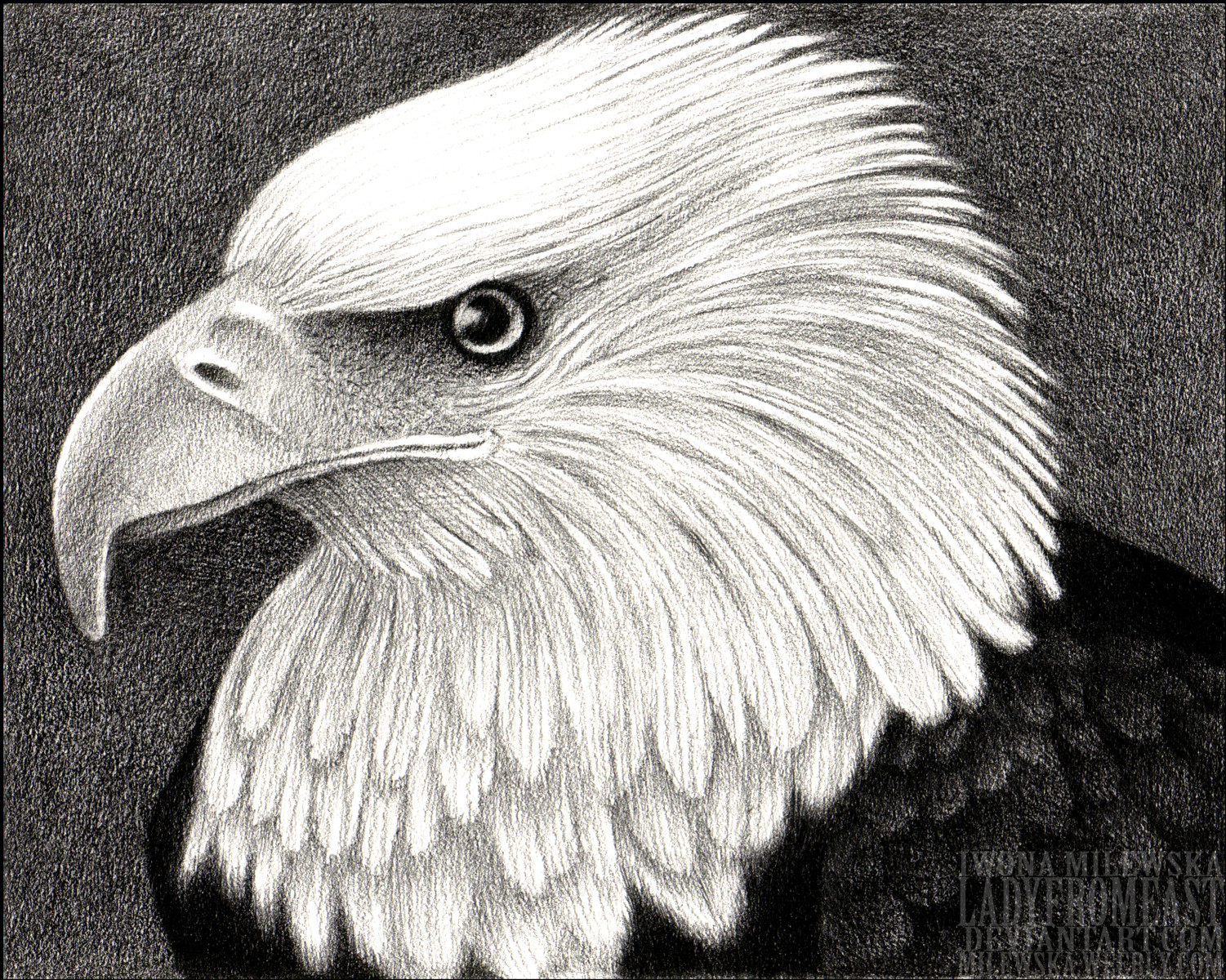 ArtStation - Eagle - study