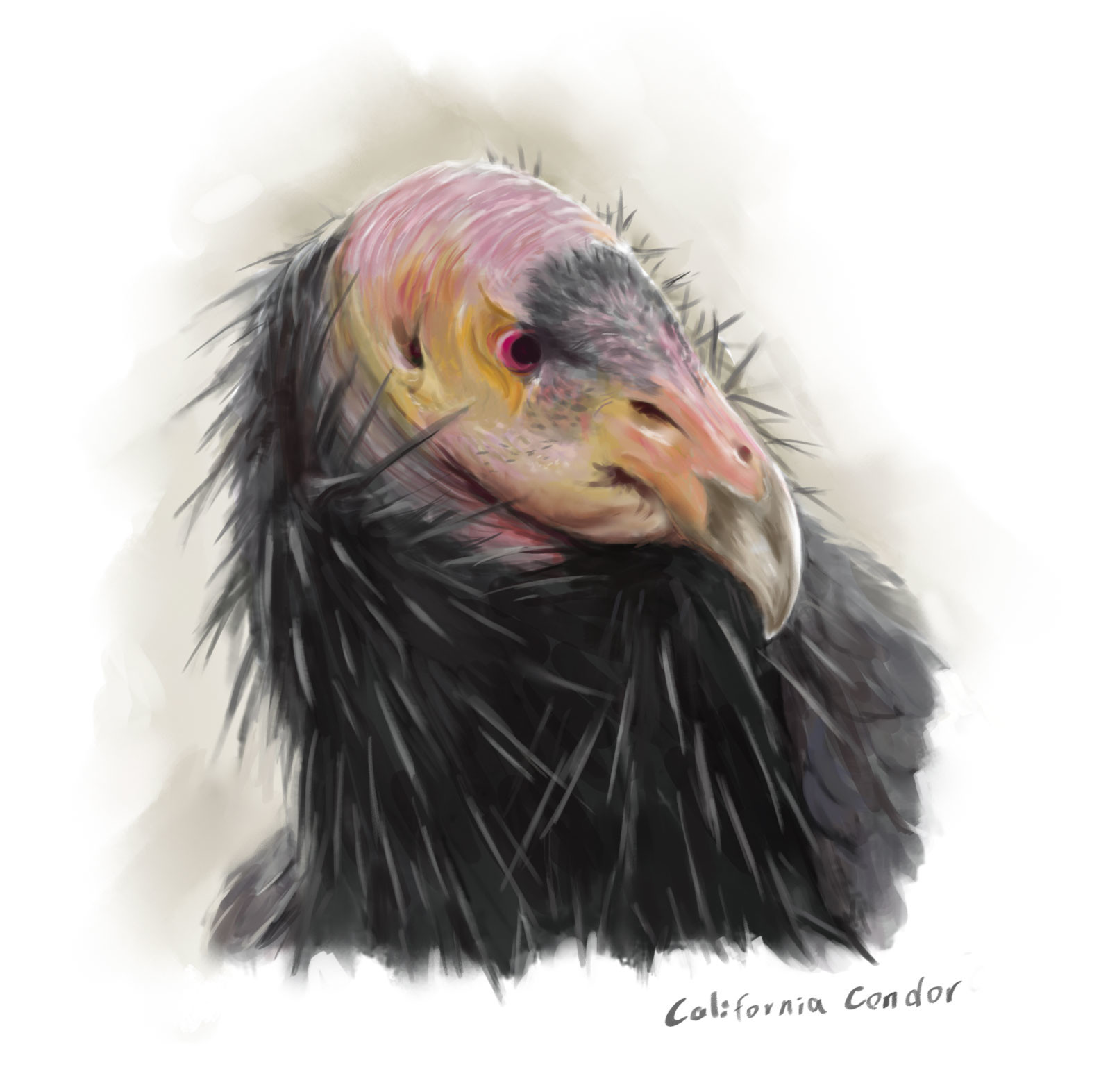 ArtStation - California Condor 加州神鷲
