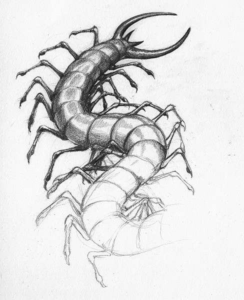 centipede drawing