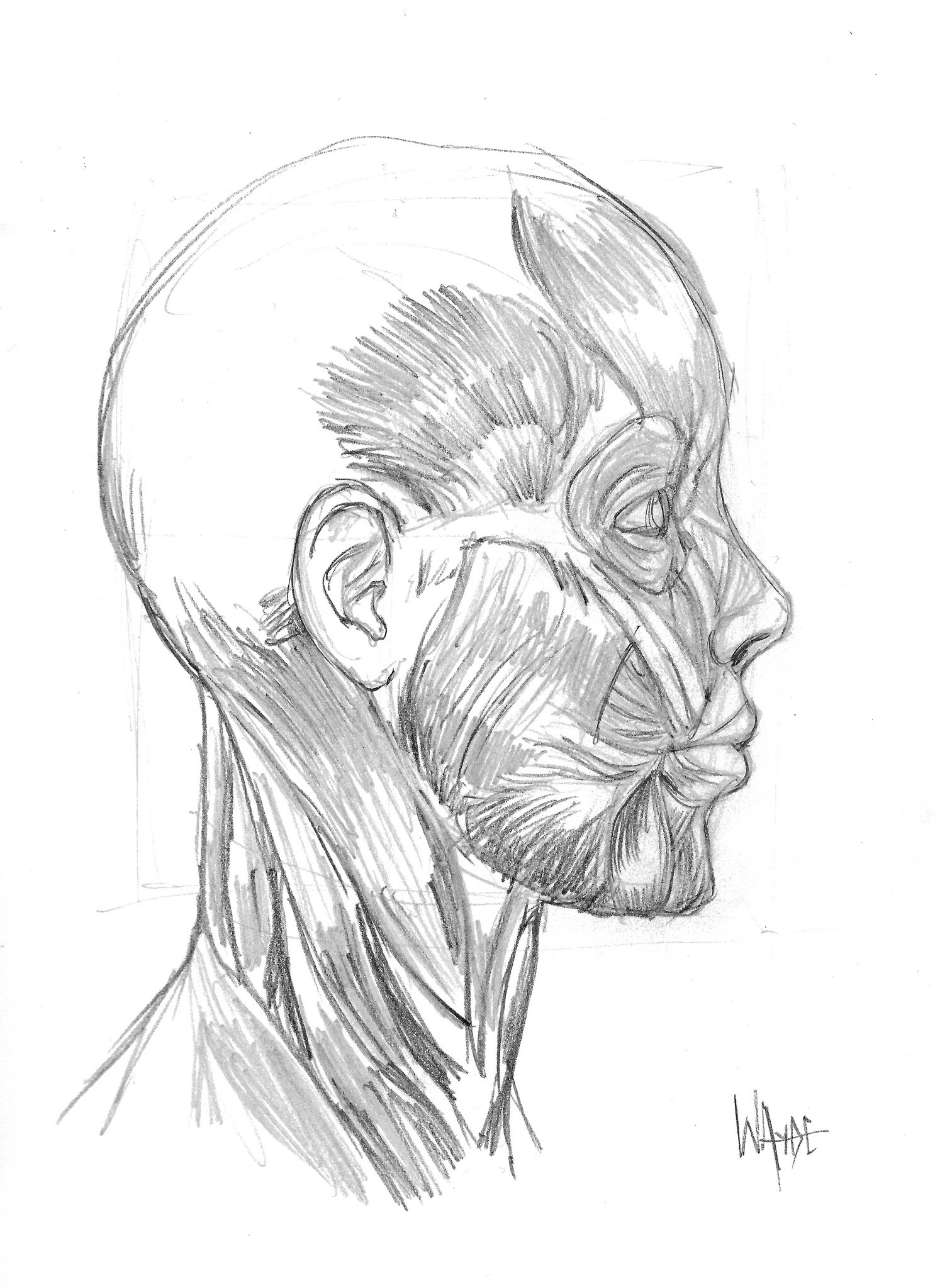 ArtStation - Facial Muscle Studies (2 Images)