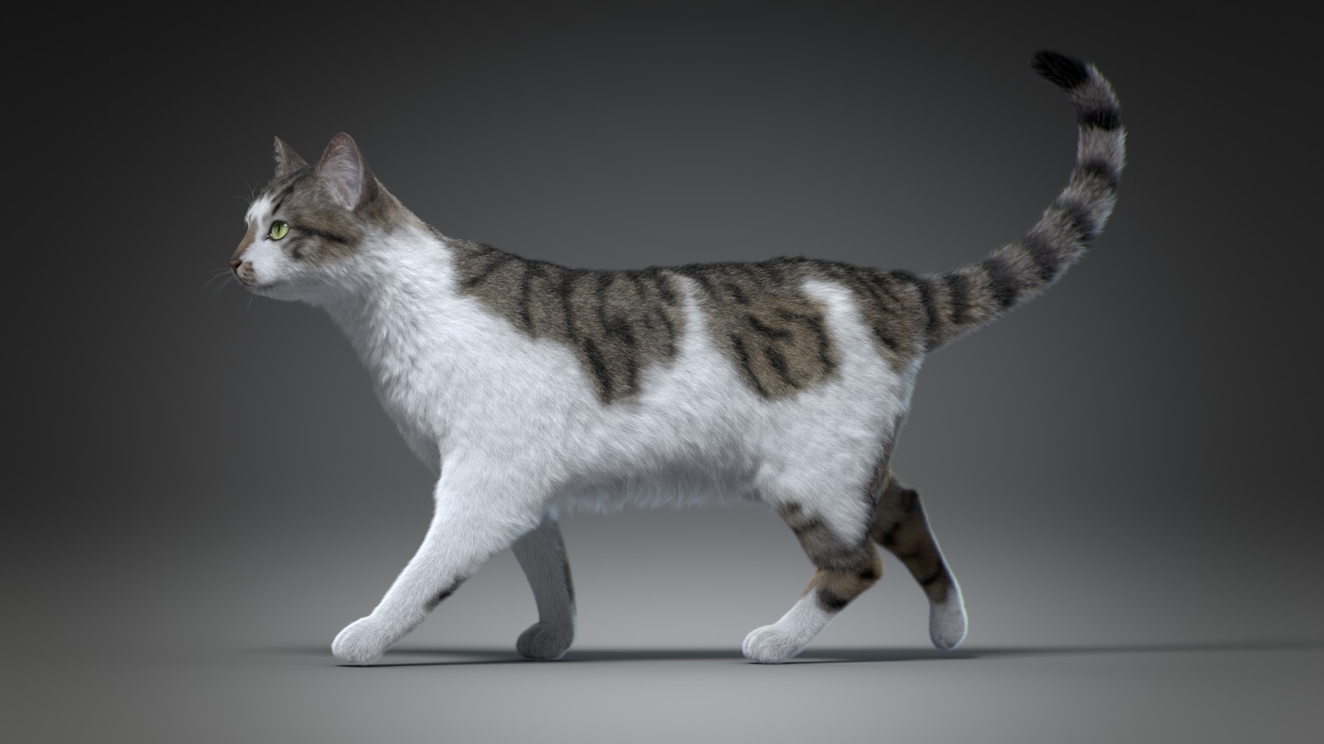 Scott Zhao - Cat huahua