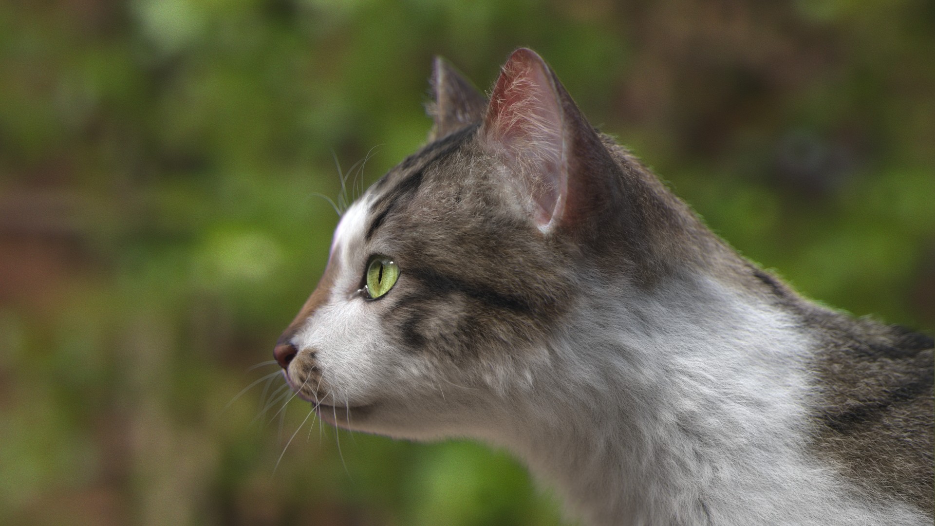 Scott Zhao - Cat huahua