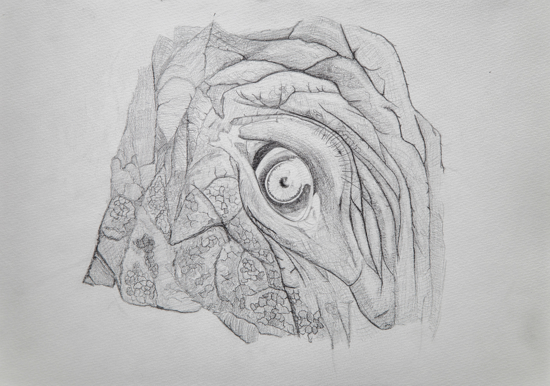 how to draw elephants eyes