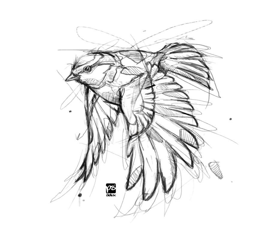ArtStation - birdy sketch