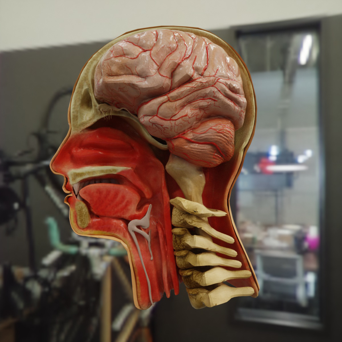 ArtStation - 3d sagittal section of head