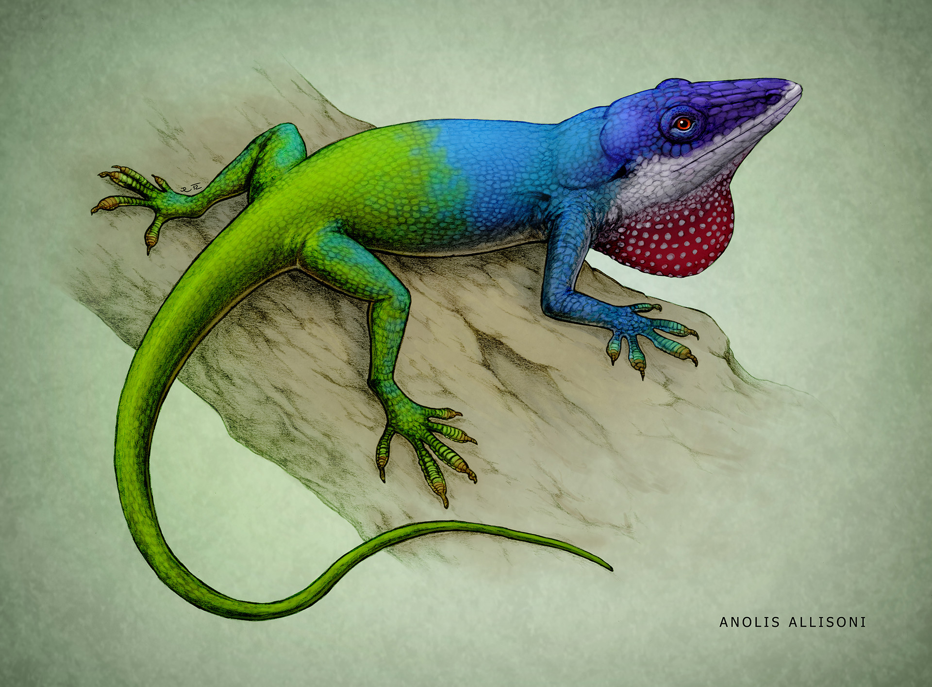 ArtStation - Anolis allisoni