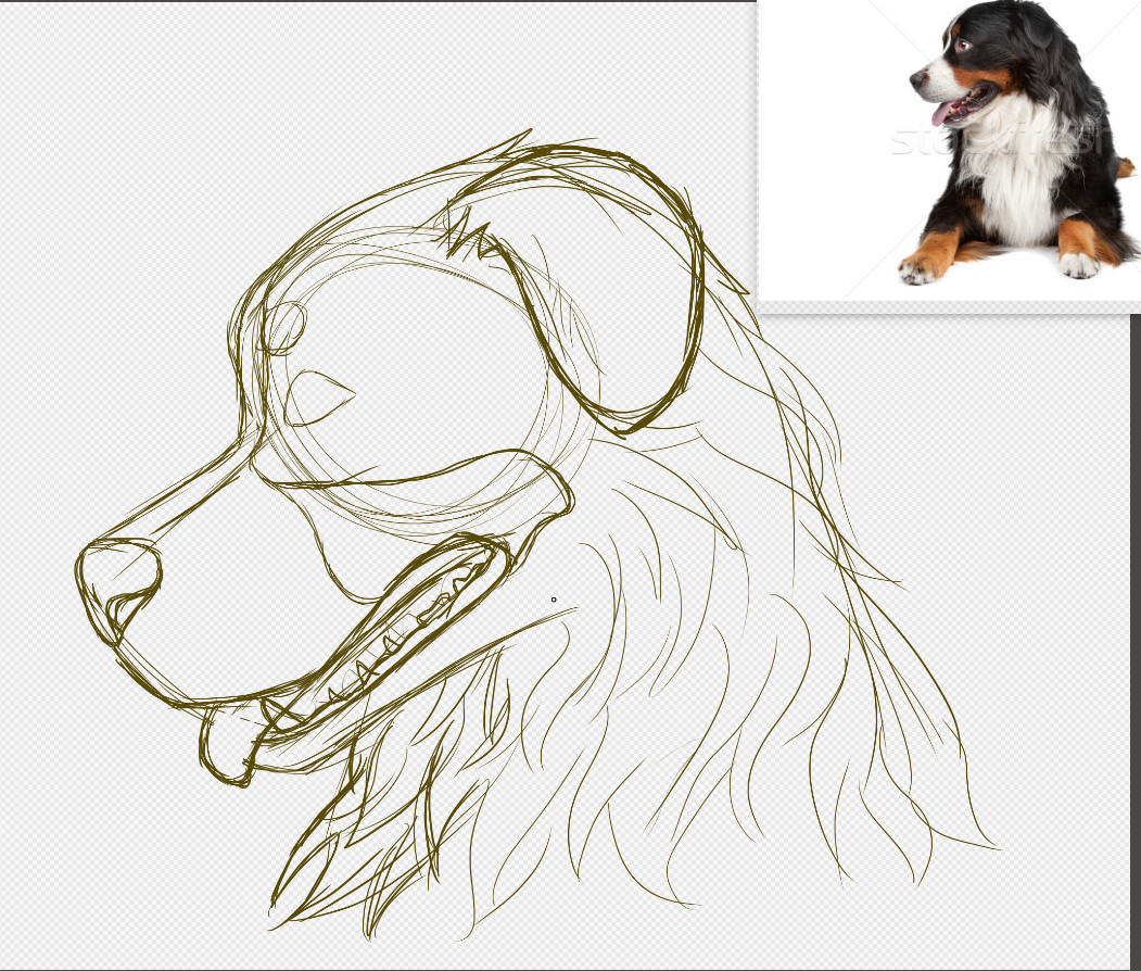 how to draw bernese mountain dog