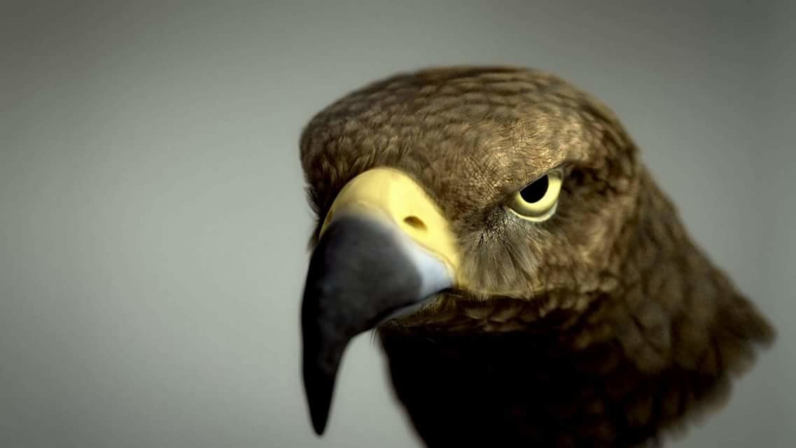 ArtStation - Aigle