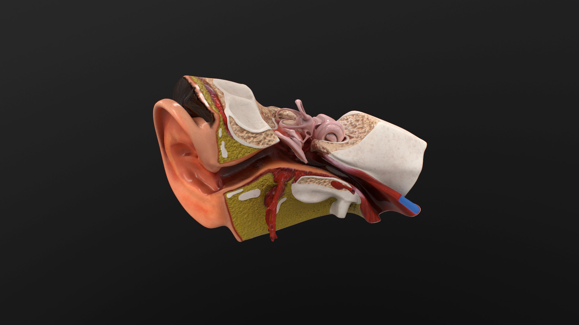 ArtStation - Ear model - anatomical
