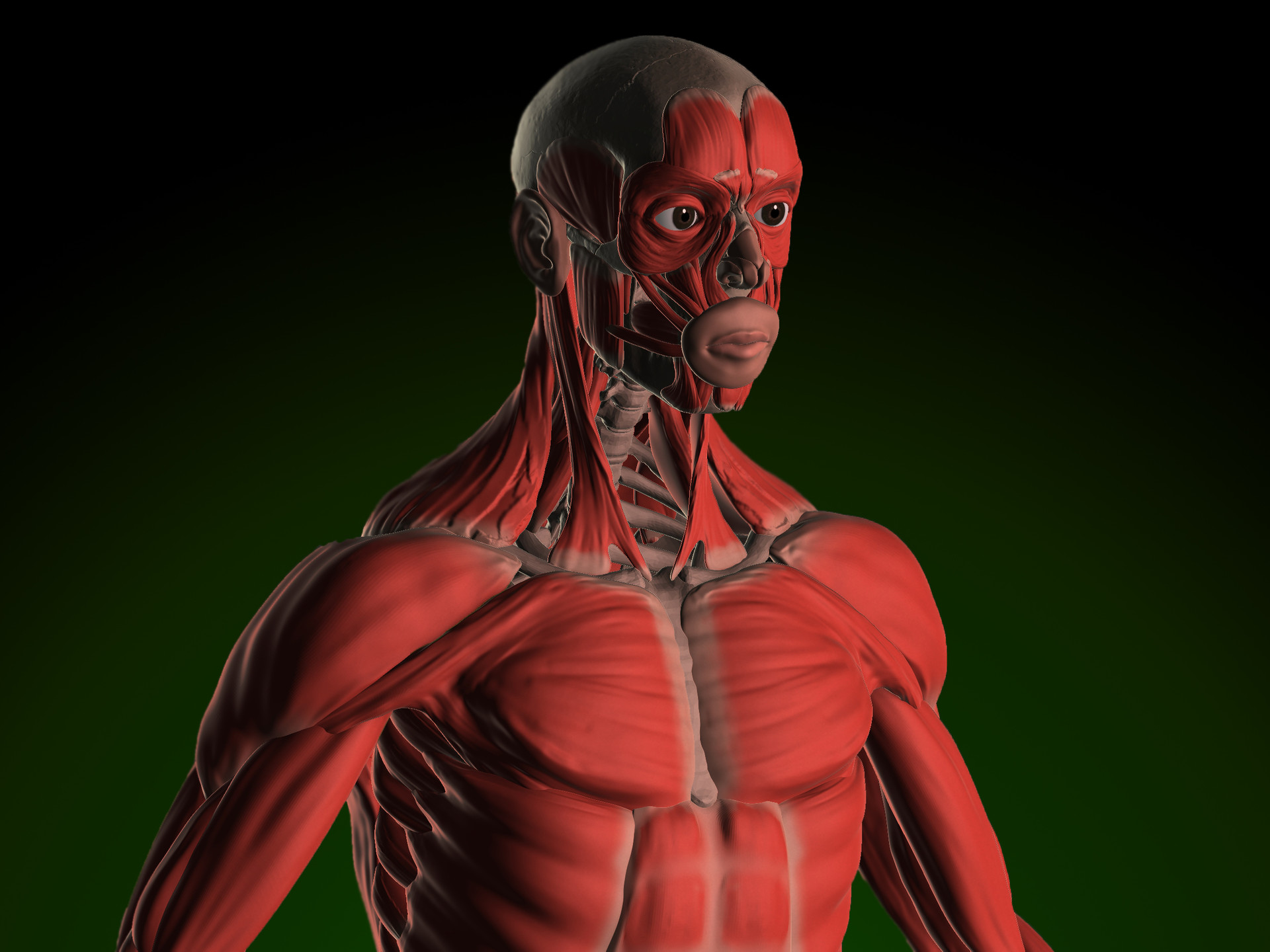 ArtStation - Ecorche Anatomy