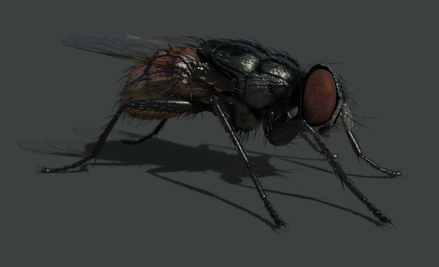 ArtStation - Housefly WIP