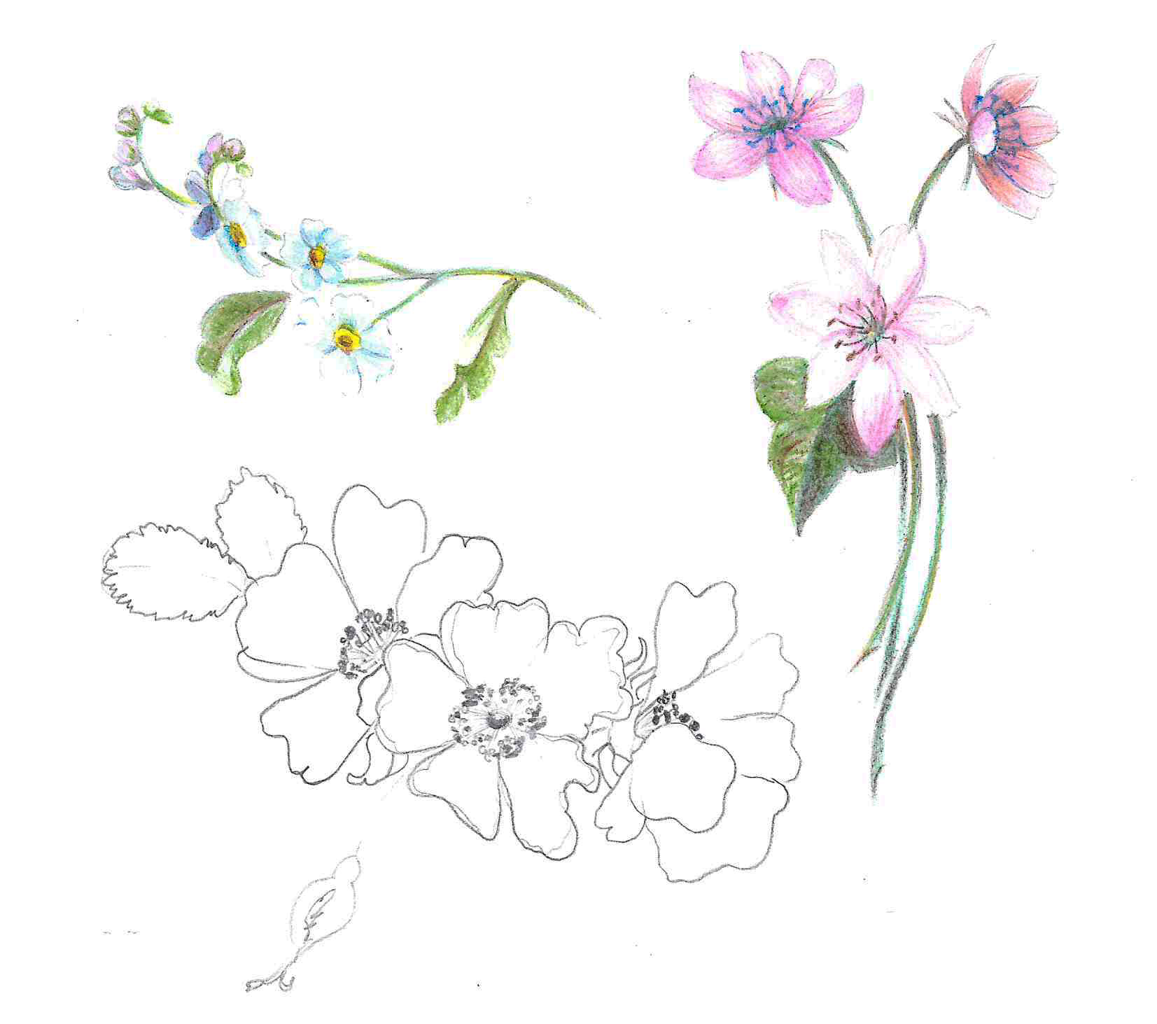 ArtStation - flowers scetches