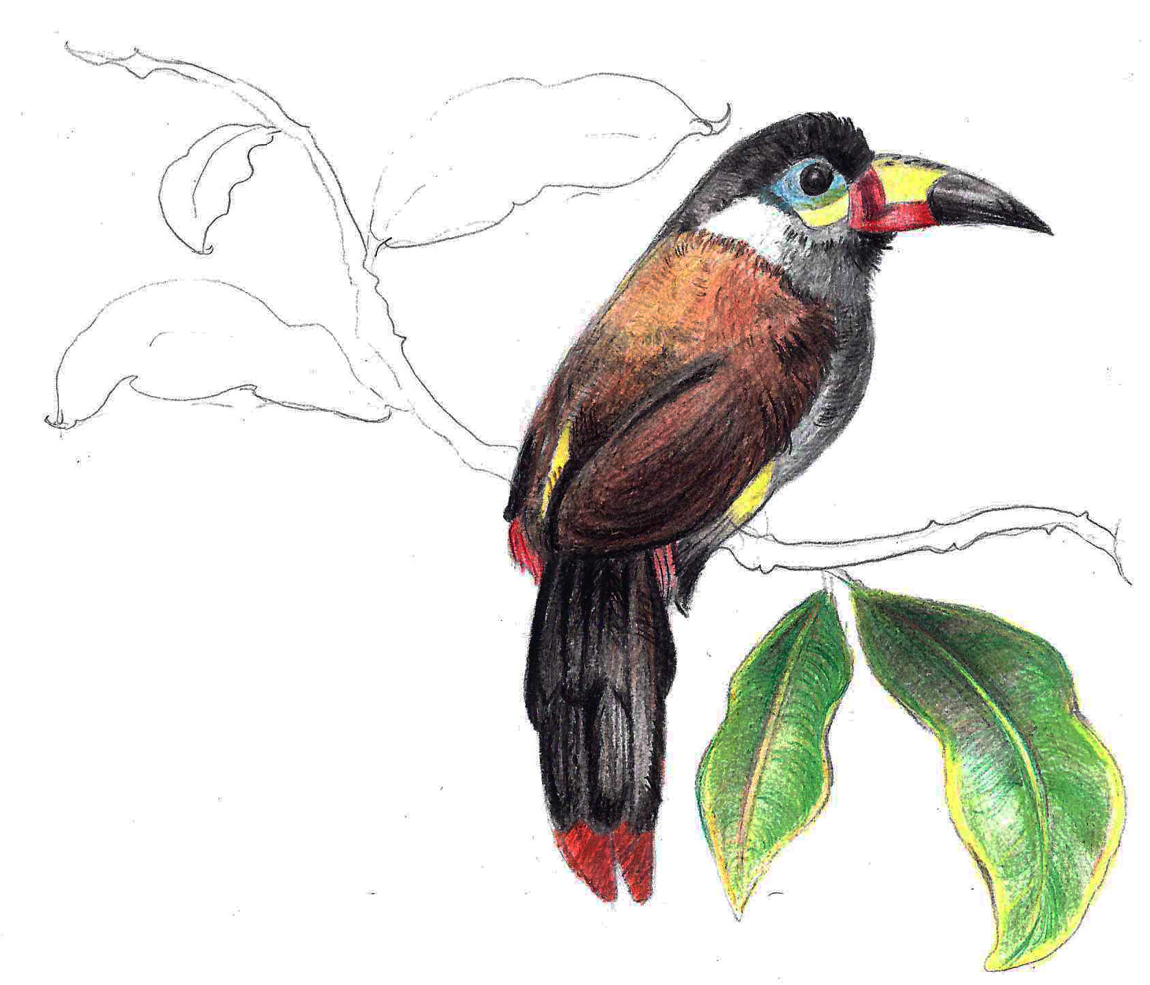 ArtStation - Bird Scetch