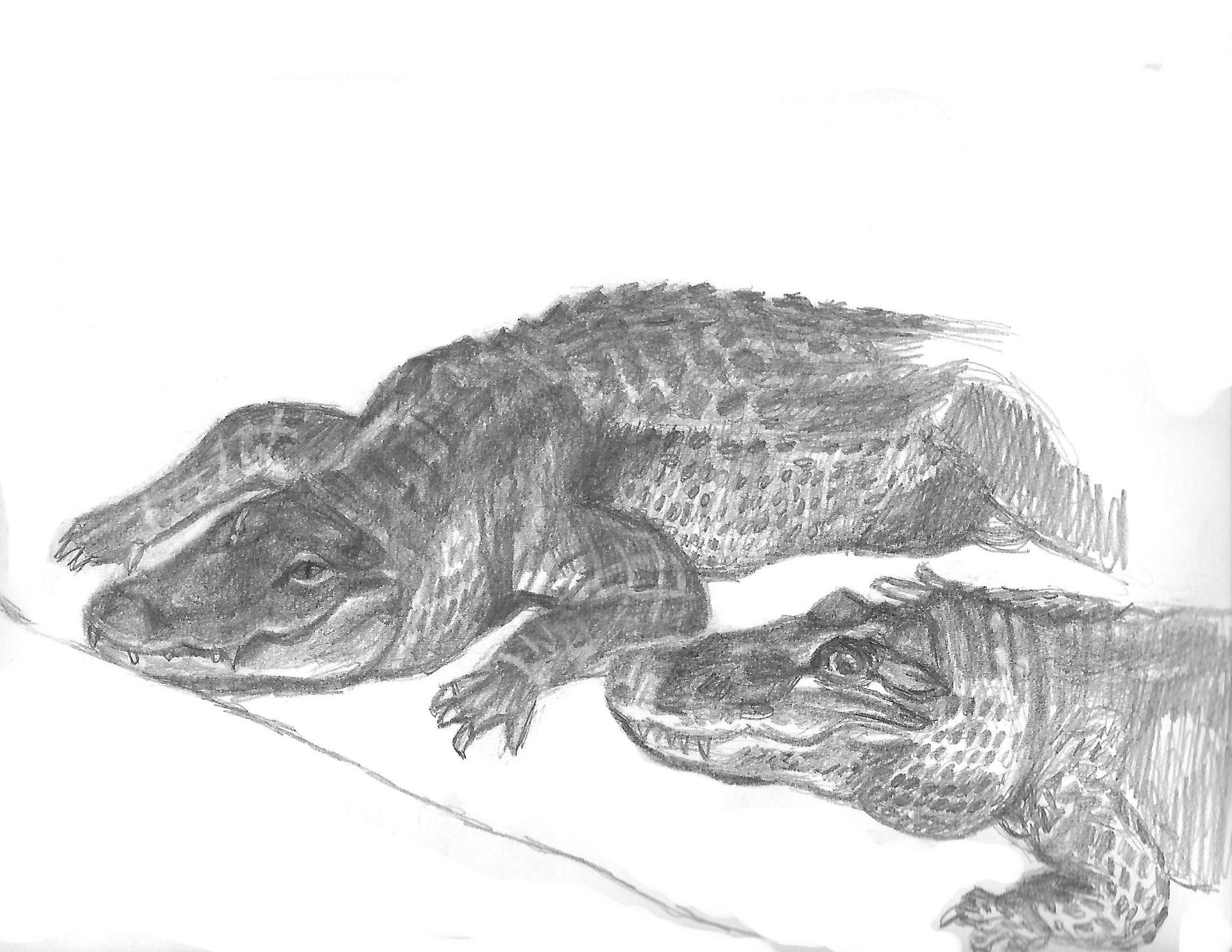 ArtStation - Alligators