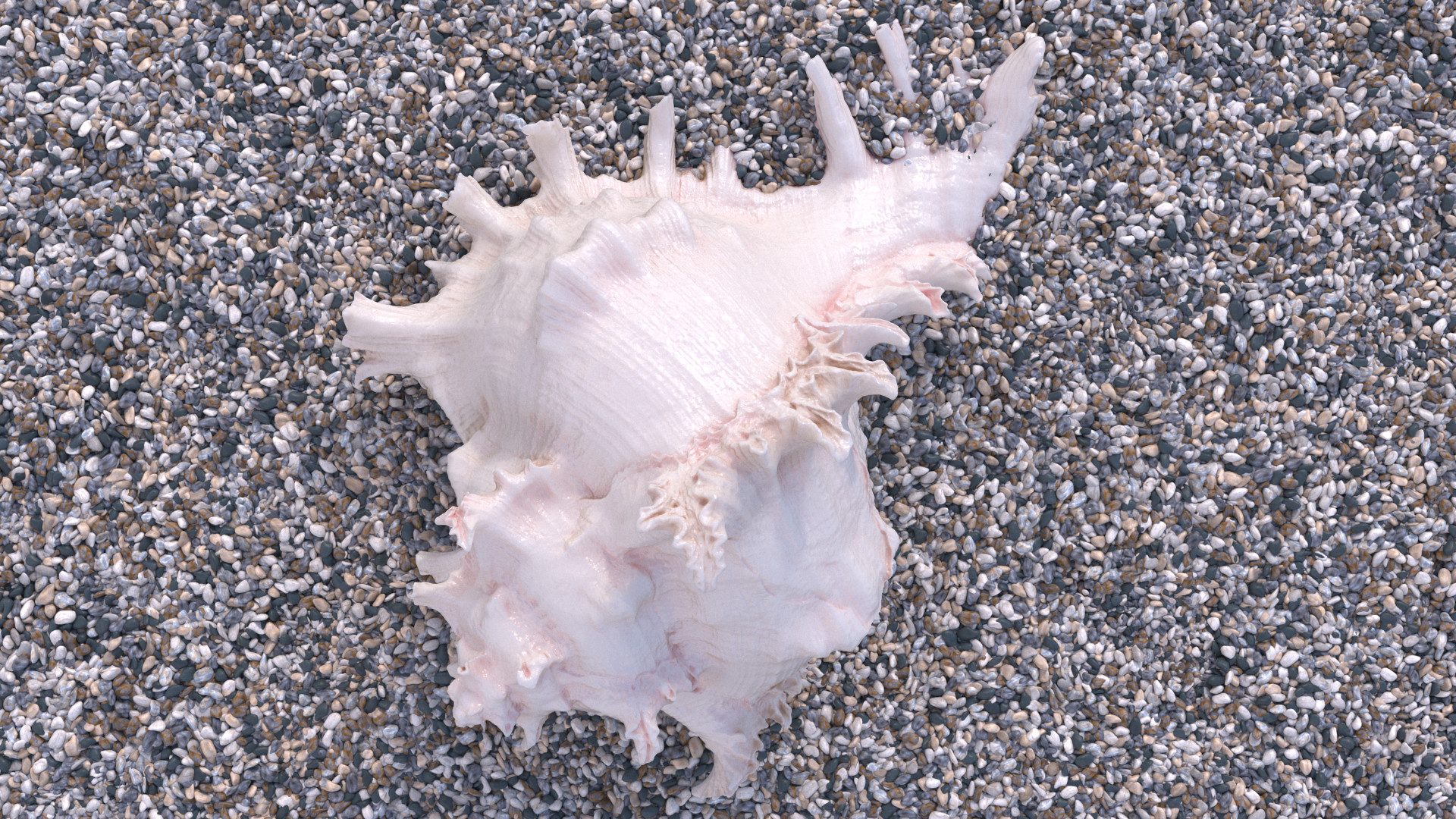 ArtStation - Murex Ramosus sea shell