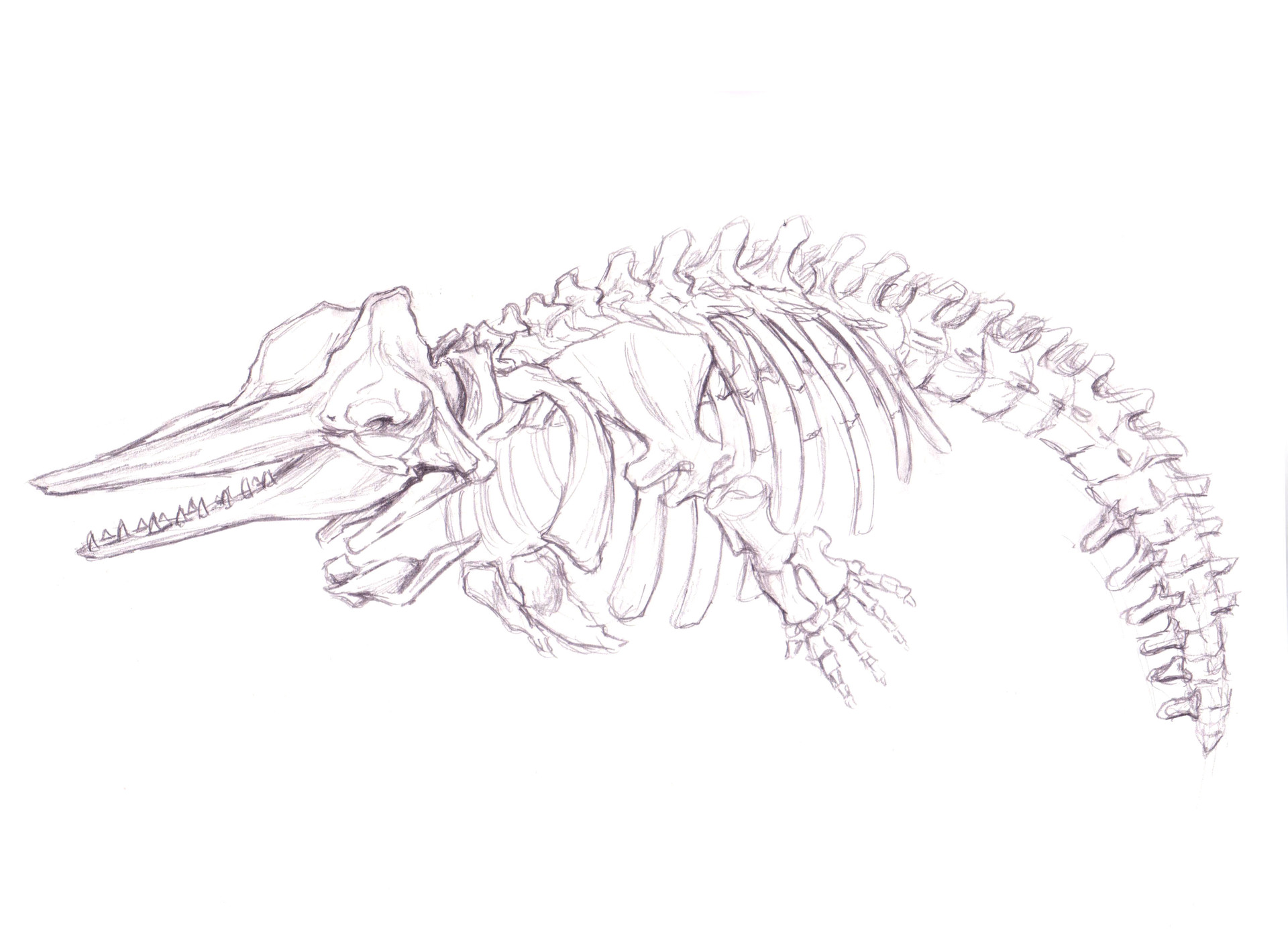 ArtStation - Animals & Skeleton Studies