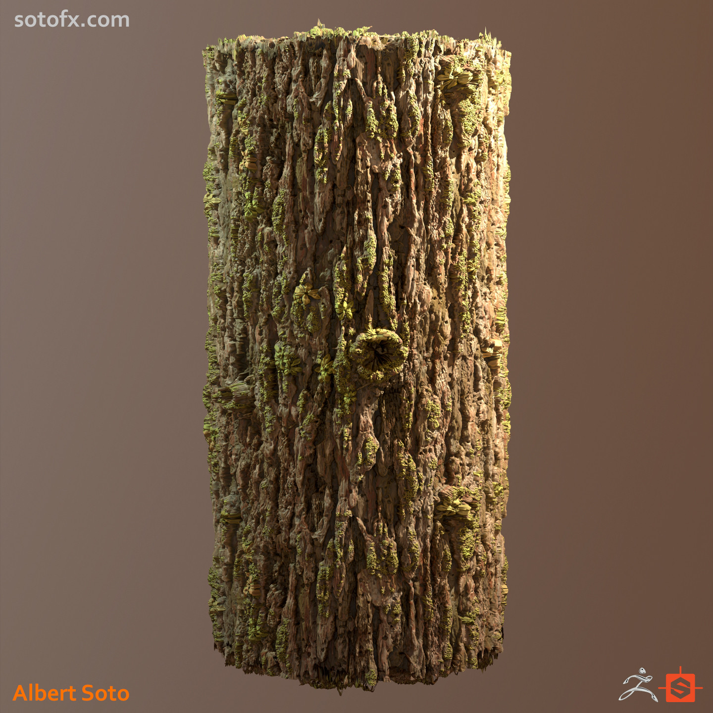 Douglas Fir Tree Bark
