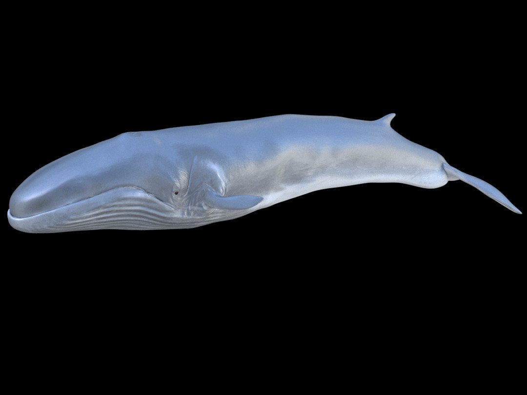 ArtStation - Fin Whale