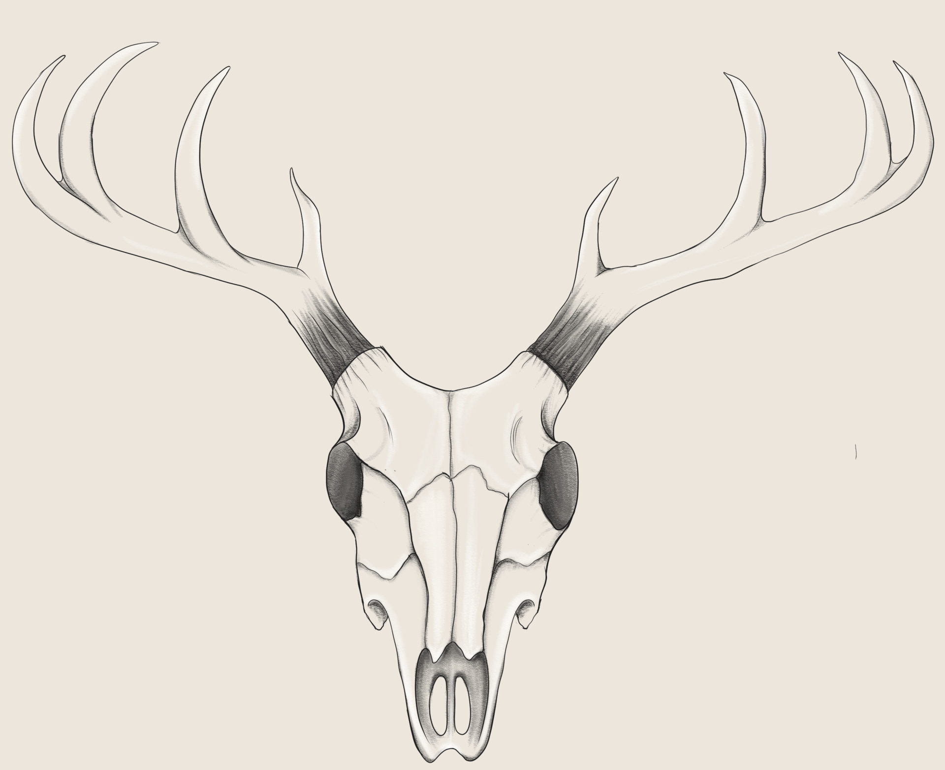 ArtStation - Deer Skull Study