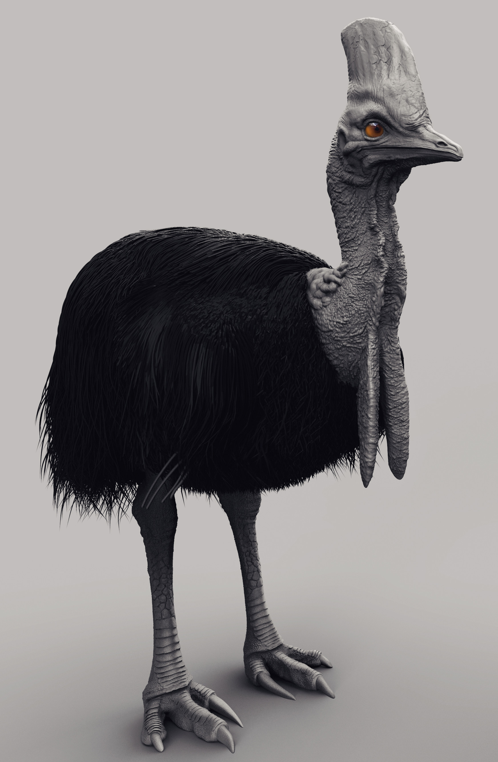 ArtStation - Cassowary