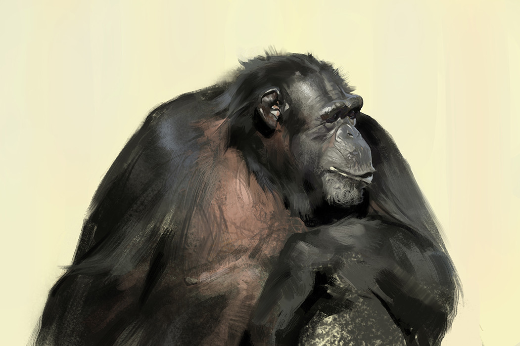 ArtStation - Chimpanzee Studies (3 images)