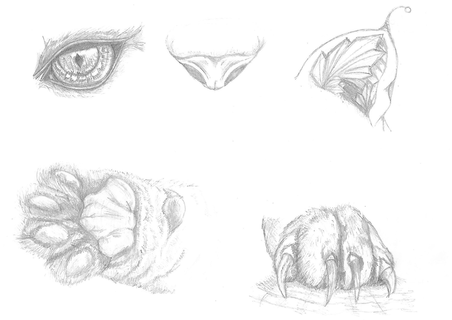 Simone Graf - Sketches