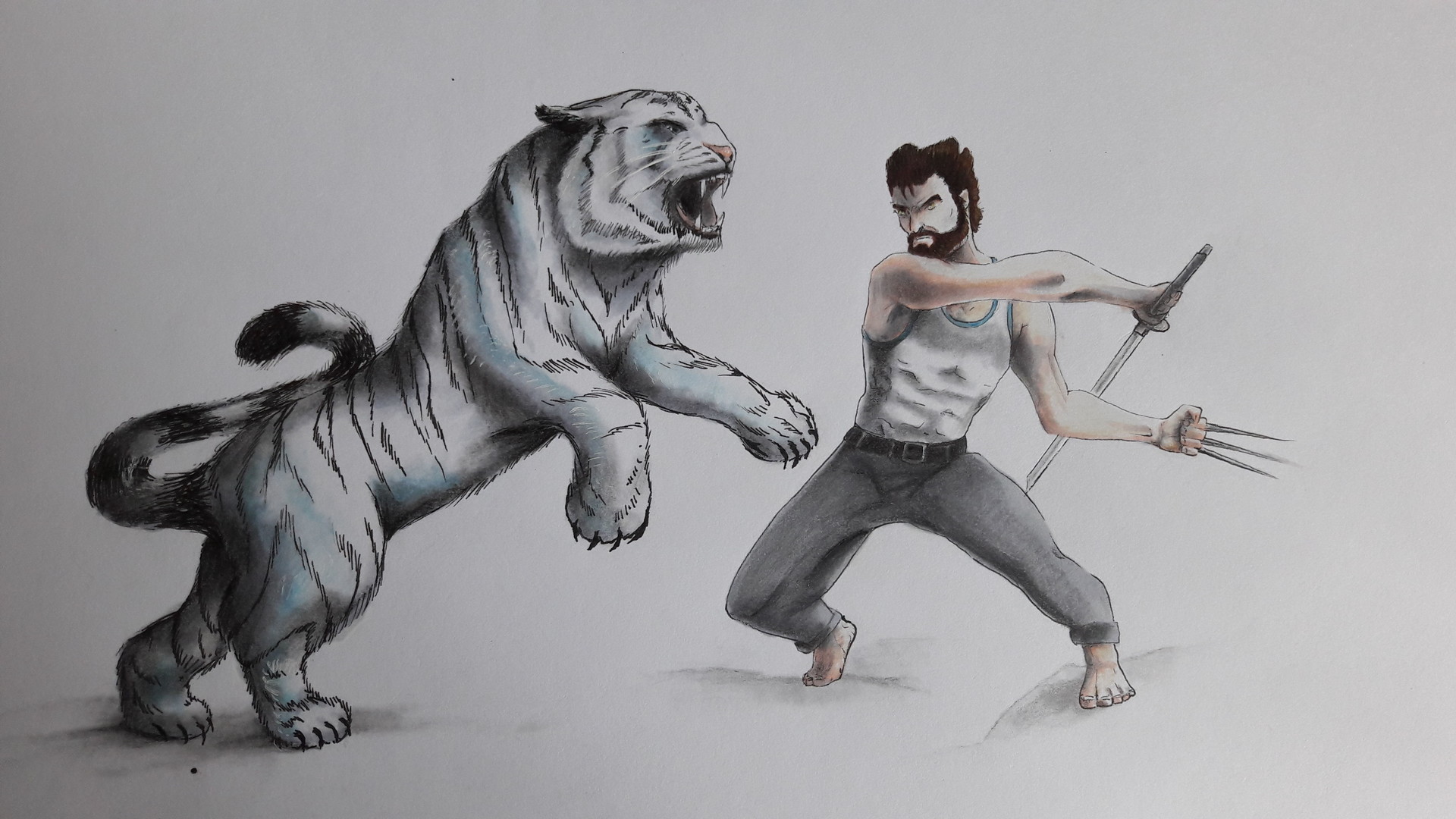 how to draw lion vs tiger