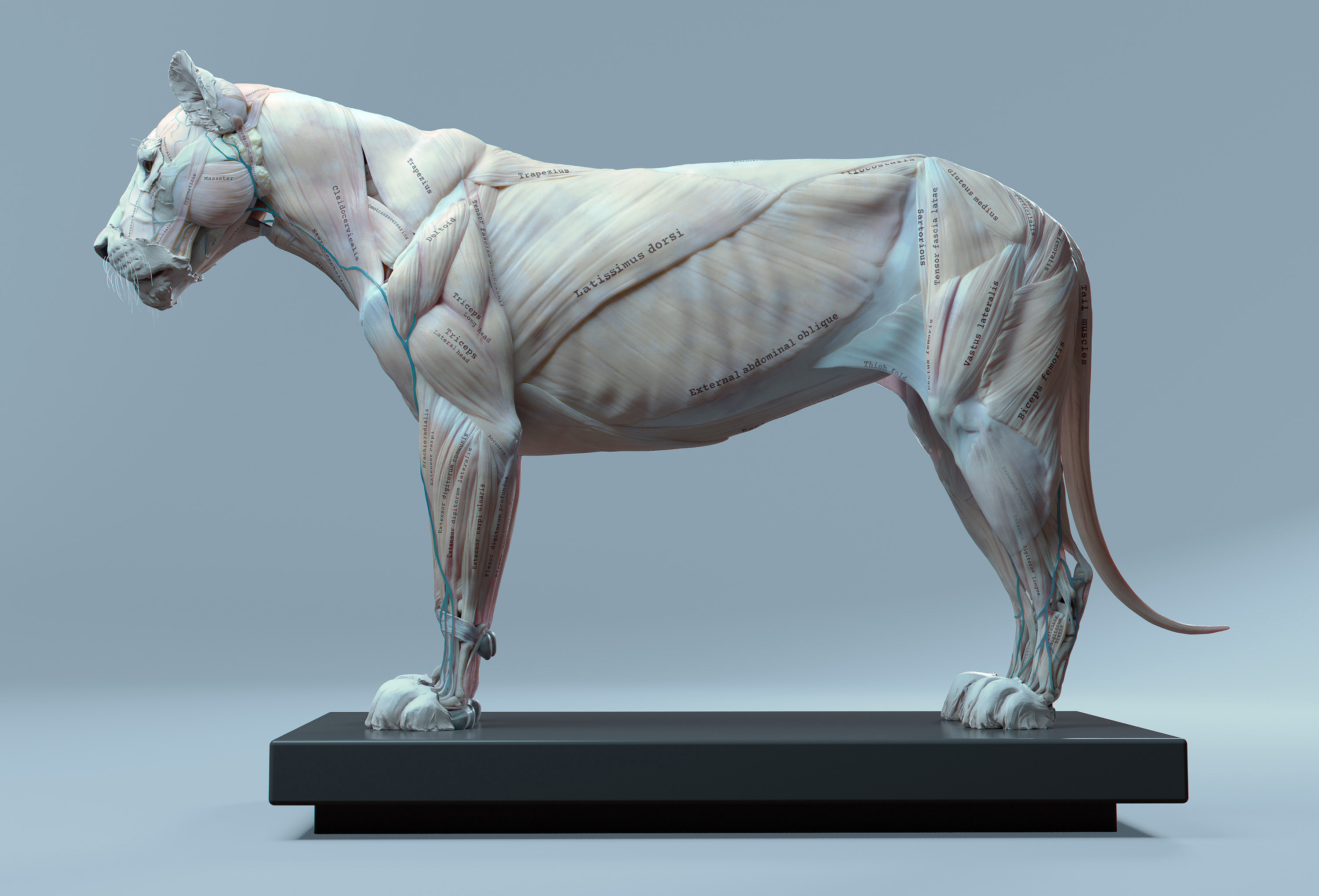 Maria Panfilova - Lion anatomy