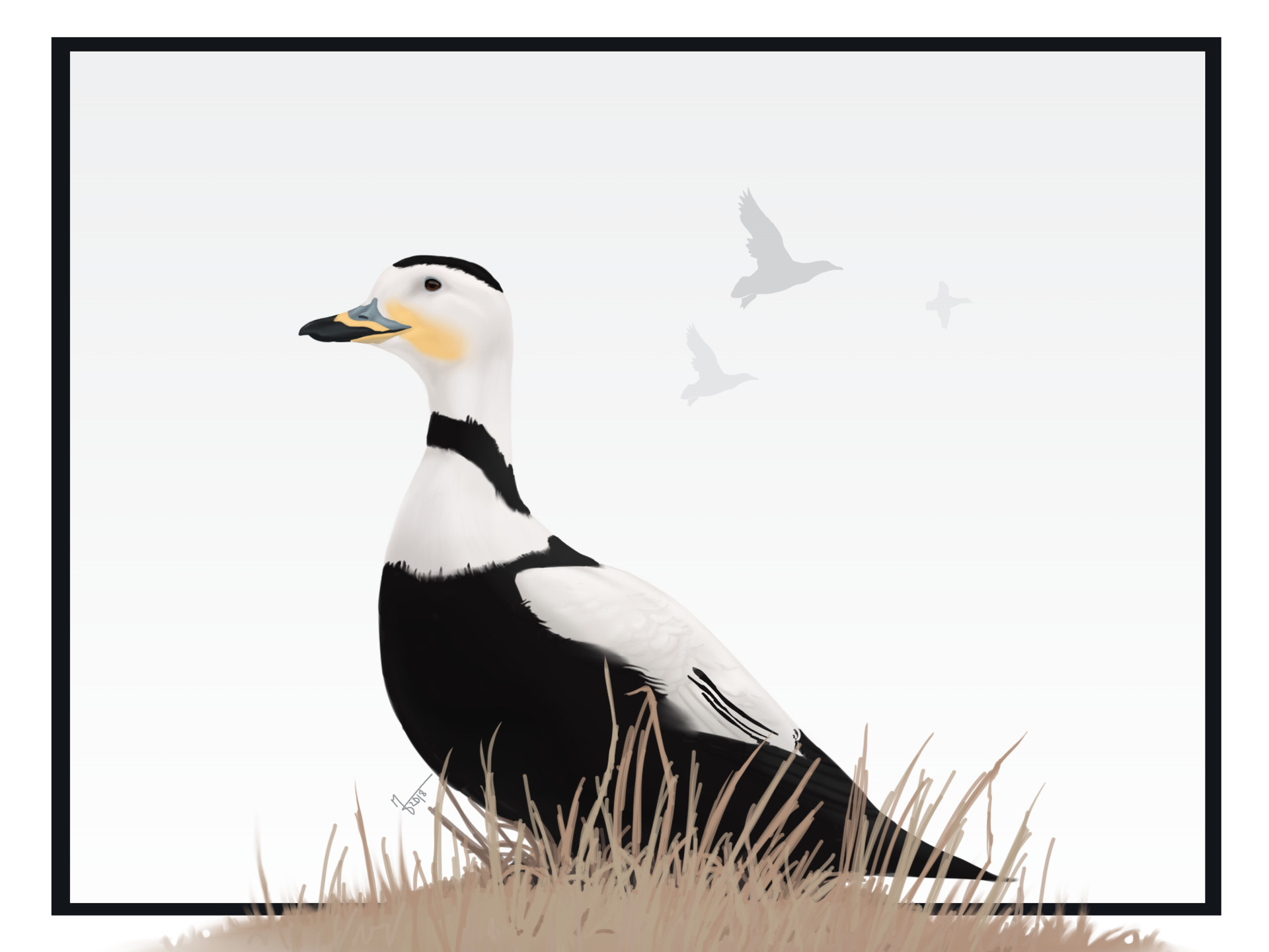 ArtStation - Labrador Duck