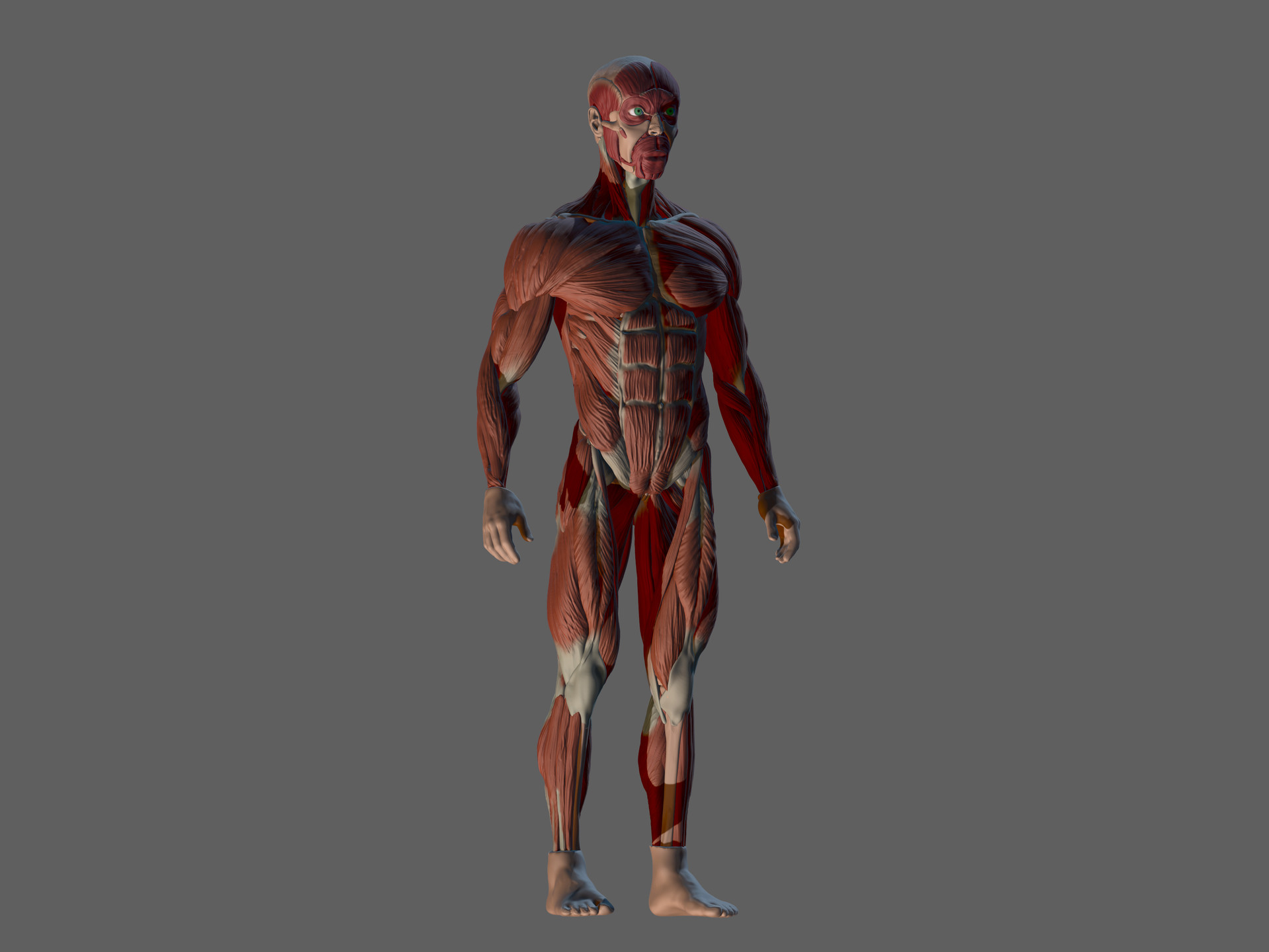 ArtStation - Human Anatomy