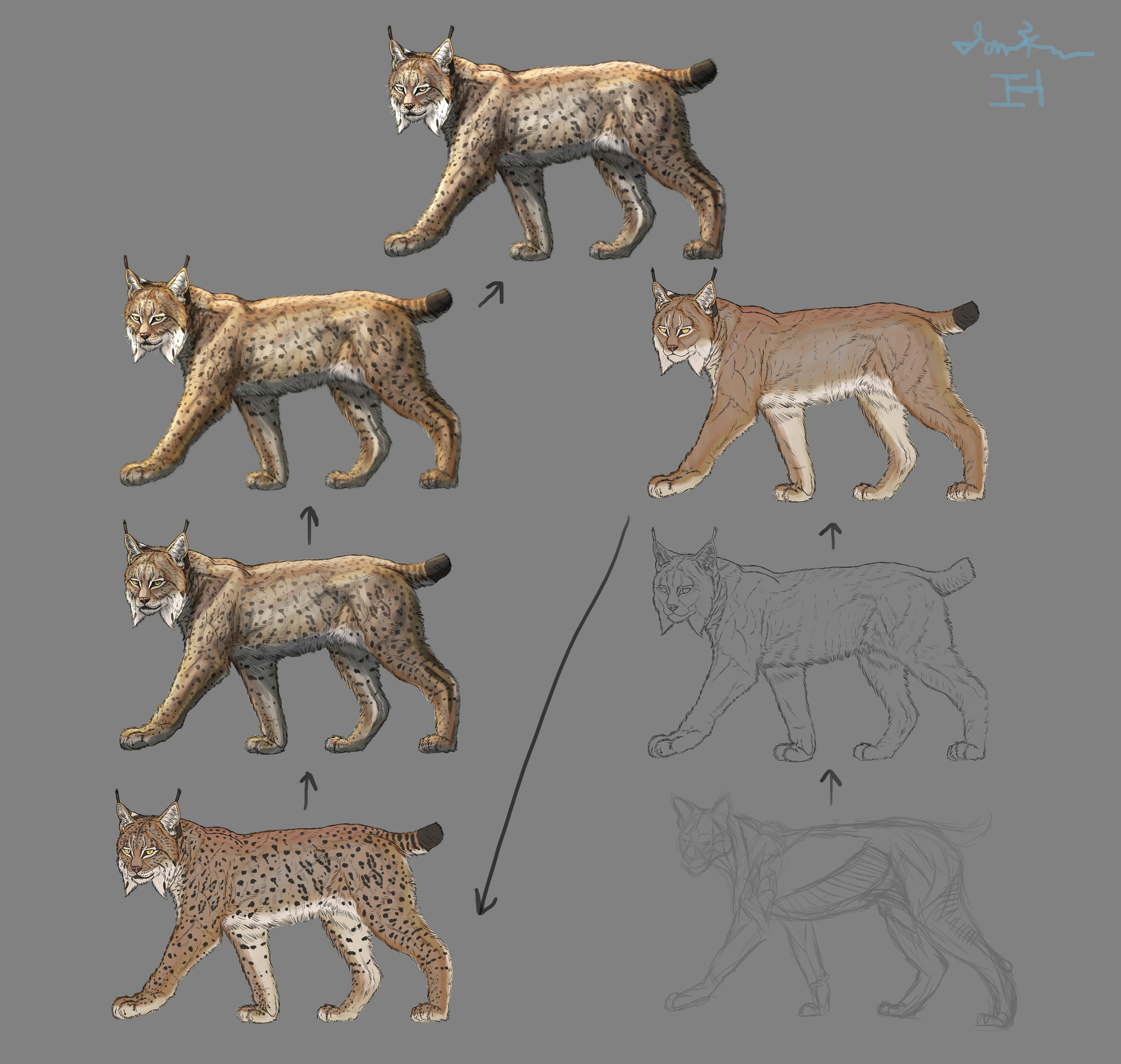 Ian Henderson - Eurasian Lynx Exploration