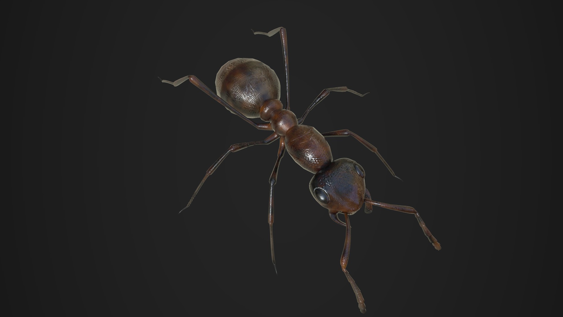 Ranjeet Verma - Formica_rufa