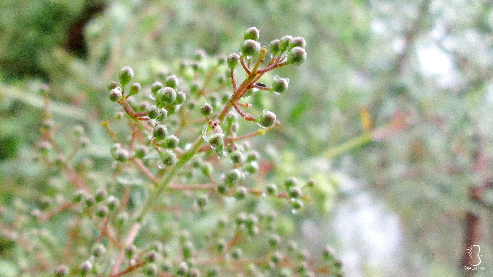 ArtStation - Buds of Nature