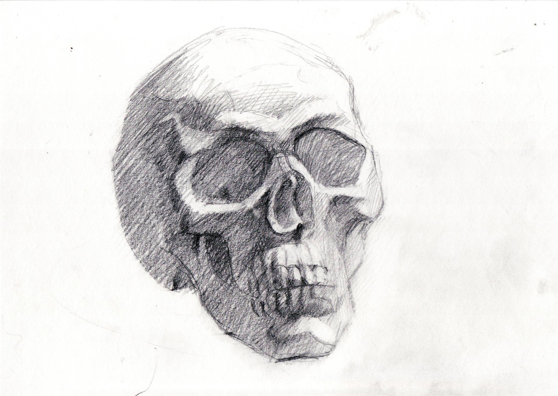 ArtStation - Scull studies