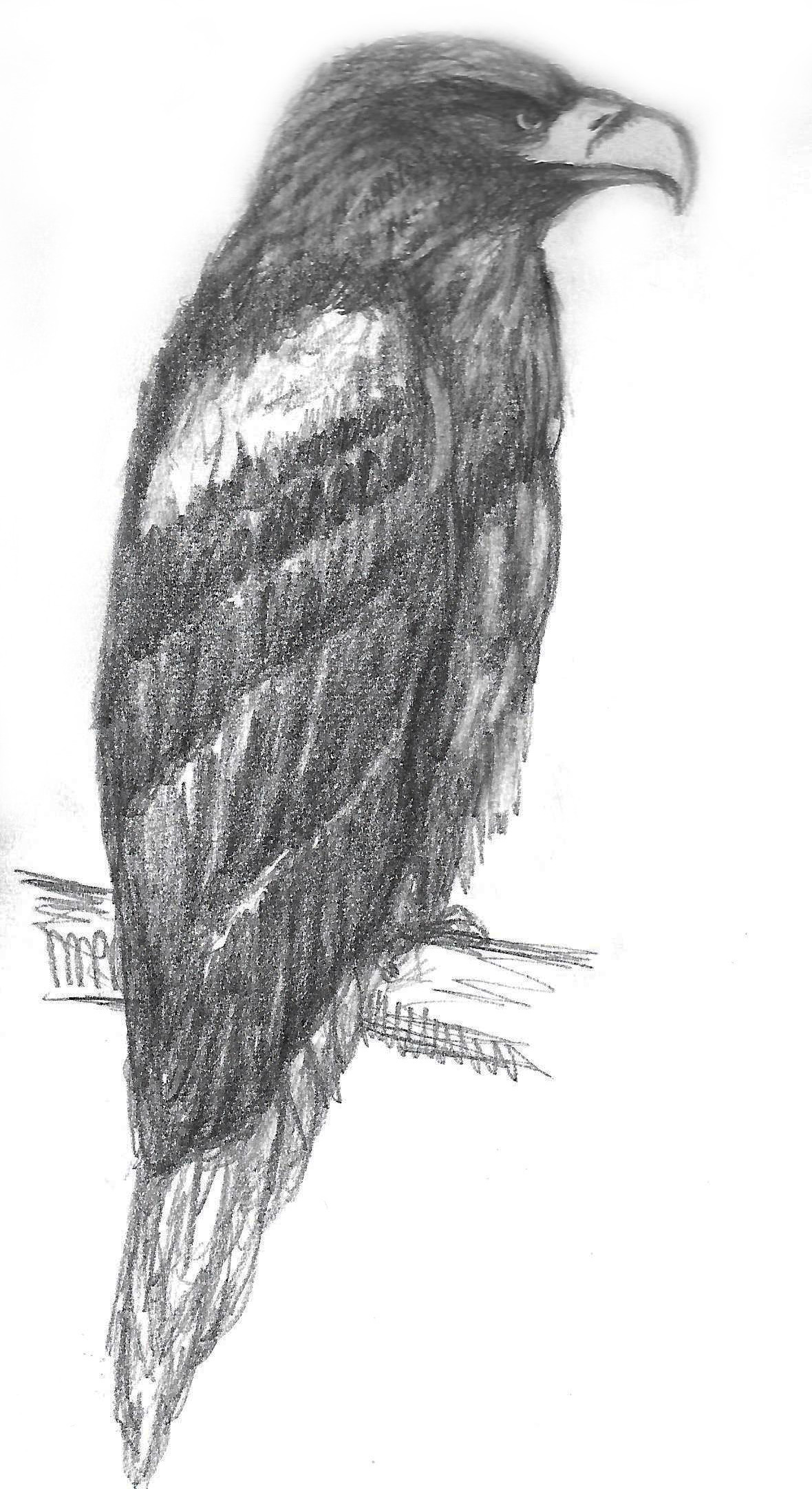 Graham Voss - Steller's Sea Eagle