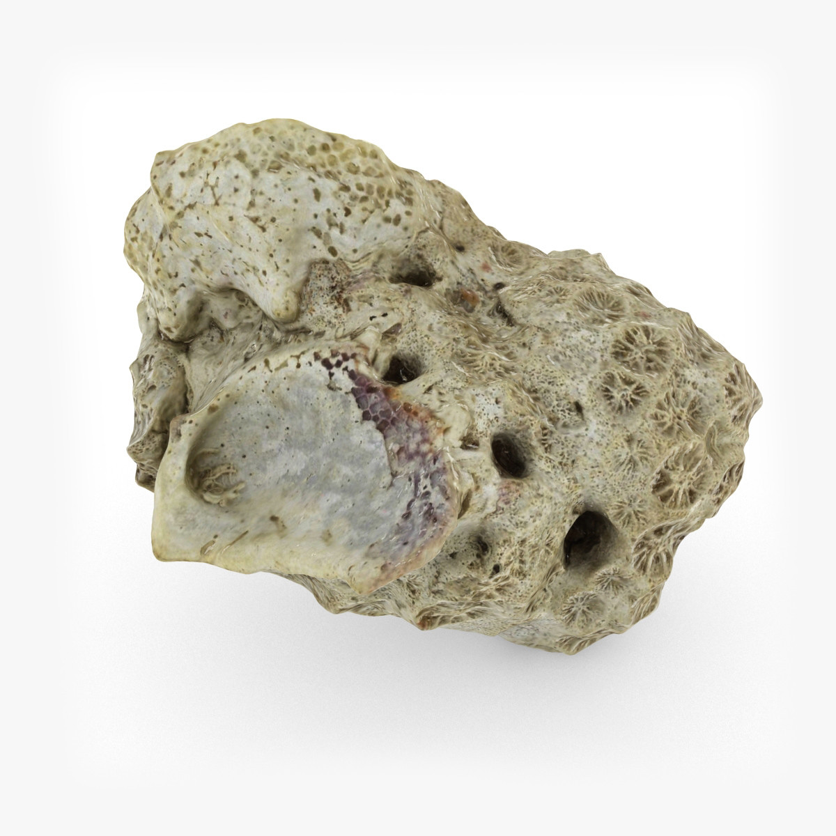 Anakin Ryan - Conch (Photogrammetry)