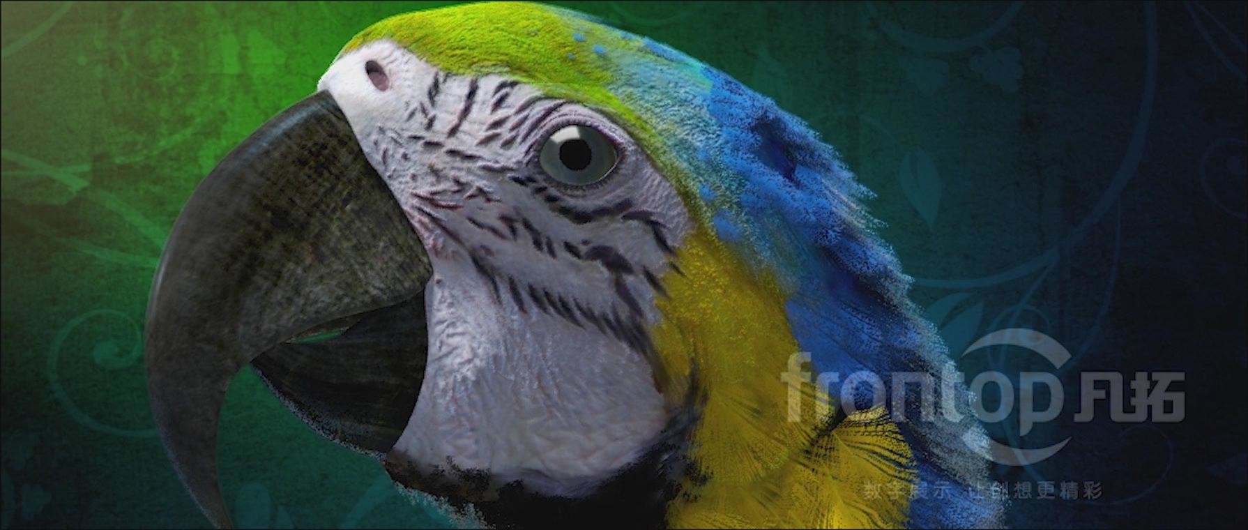 ArtStation - parrot model and rendering