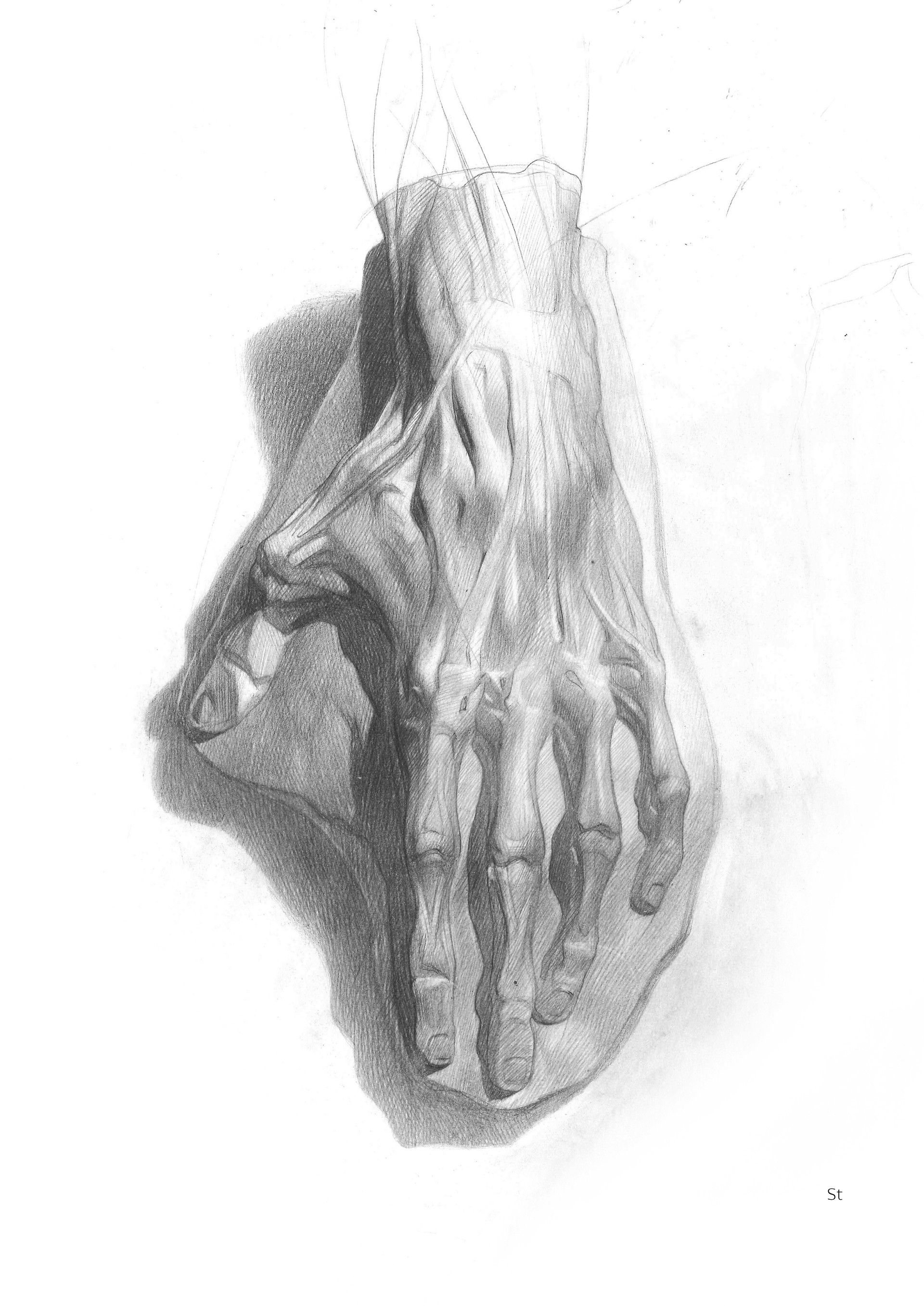 ArtStation - Anatomy drawing